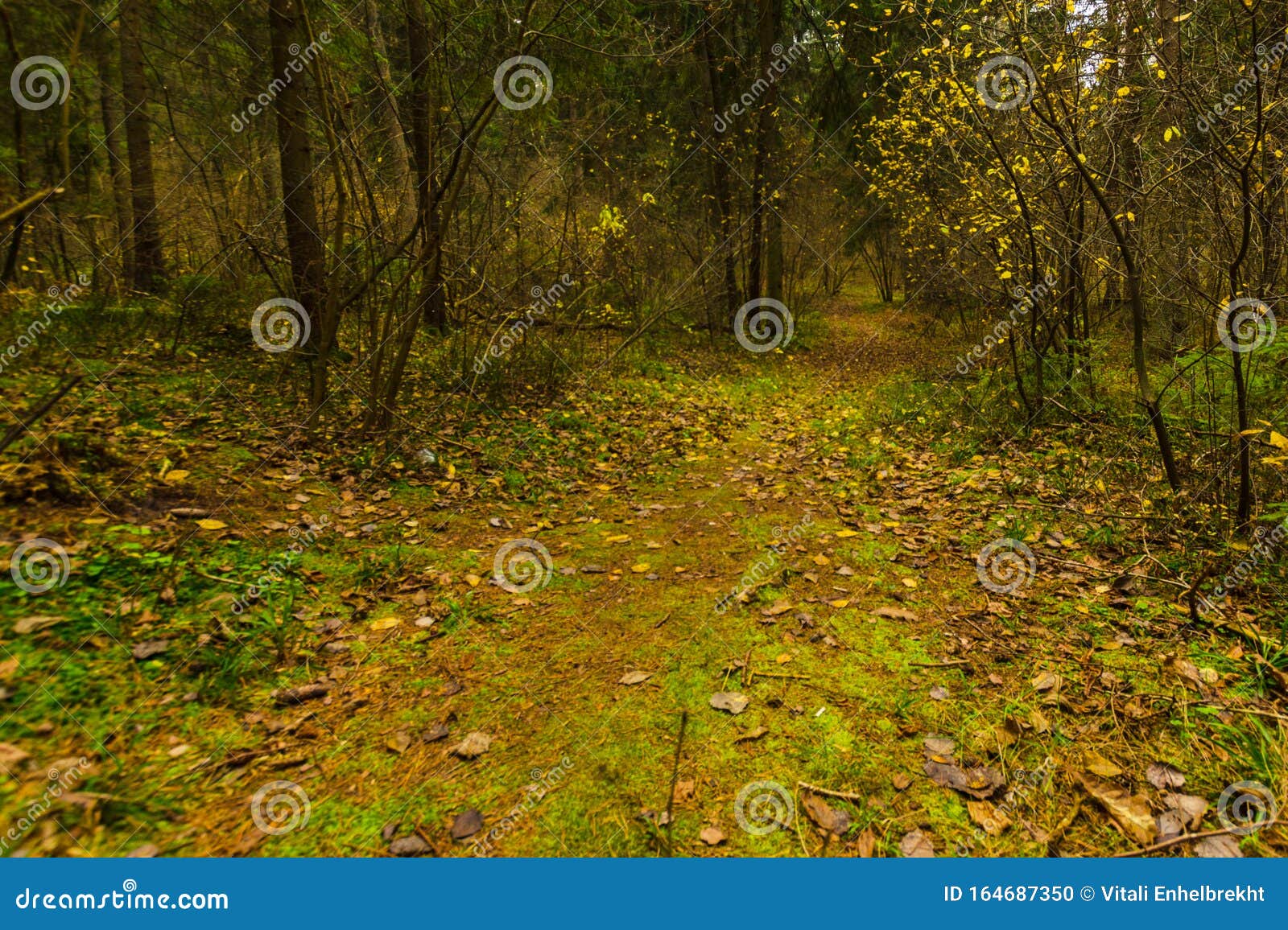 Path in the Autumn Forest. Forest Road Going into the Distance Stock ...