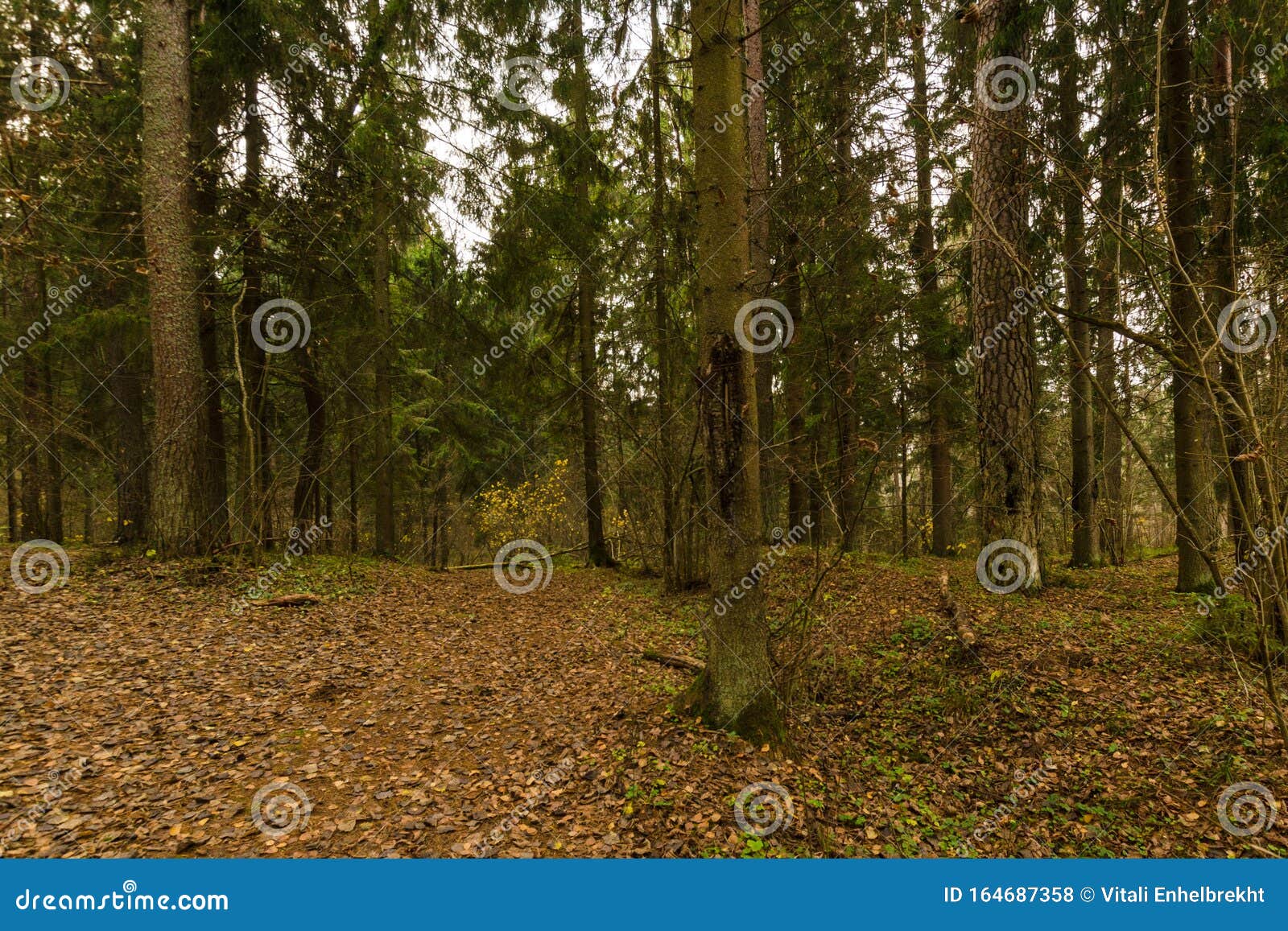 Path in the Autumn Forest. Forest Road Going into the Distance Stock ...