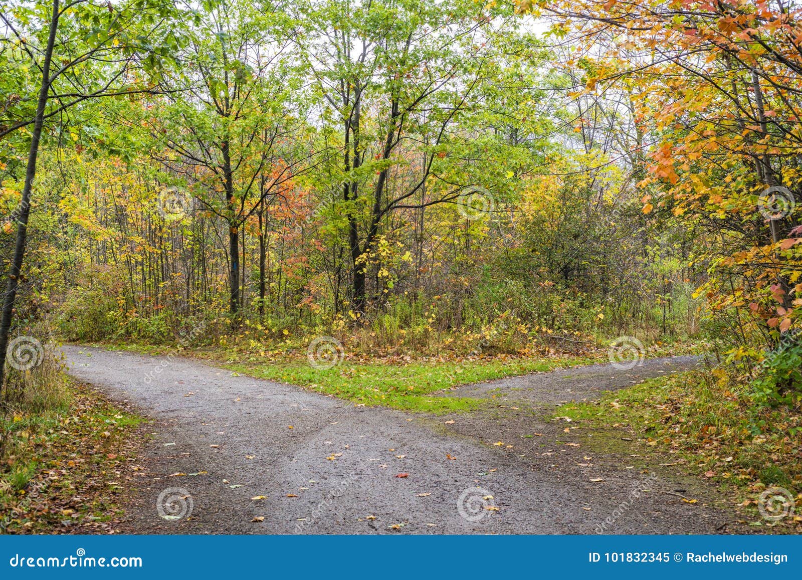 Path through an Autumn Forest Splitting in Two Directions Stock Image ...