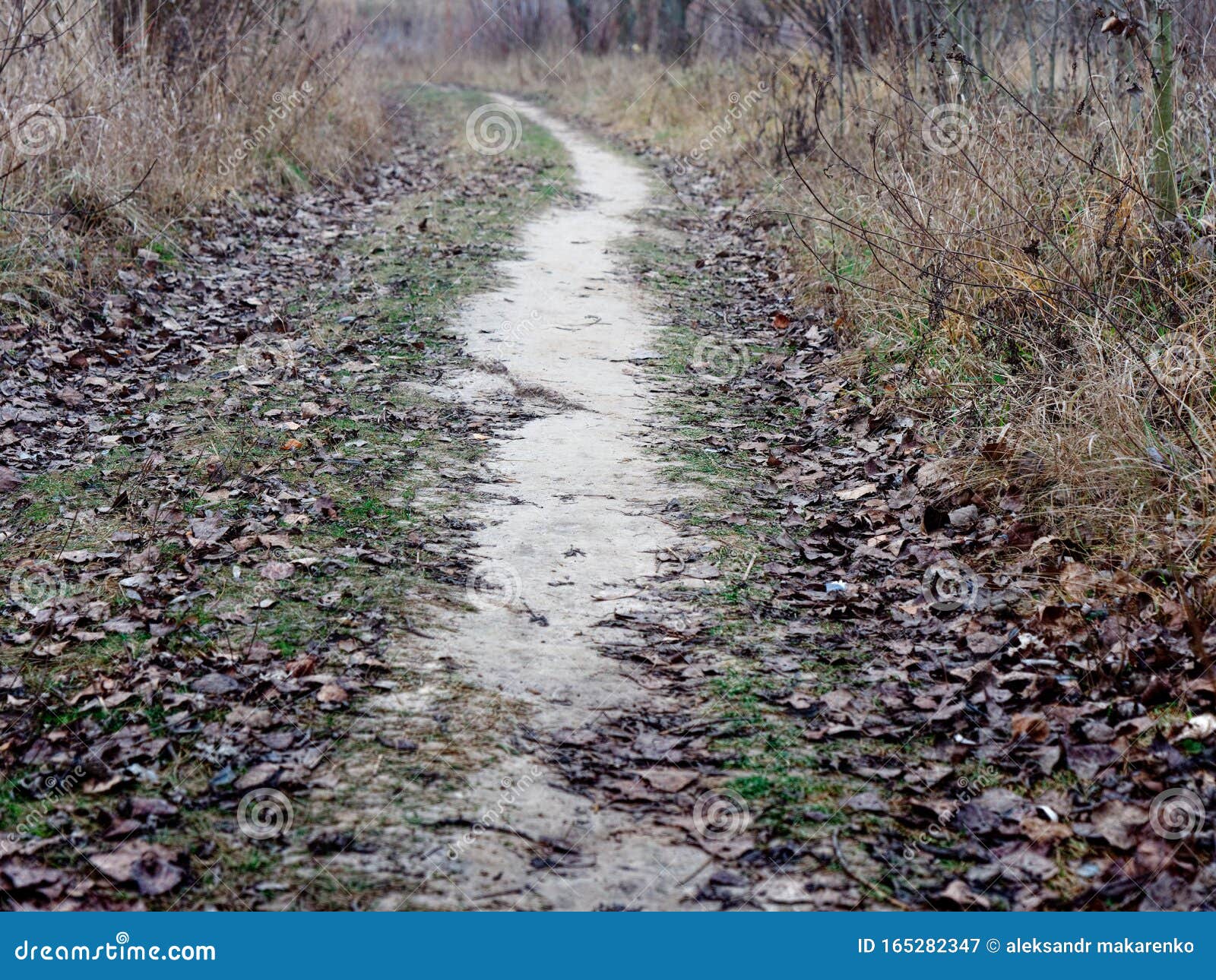 Path in the Autumn Forest. Winding Path Stock Image - Image of leaves ...
