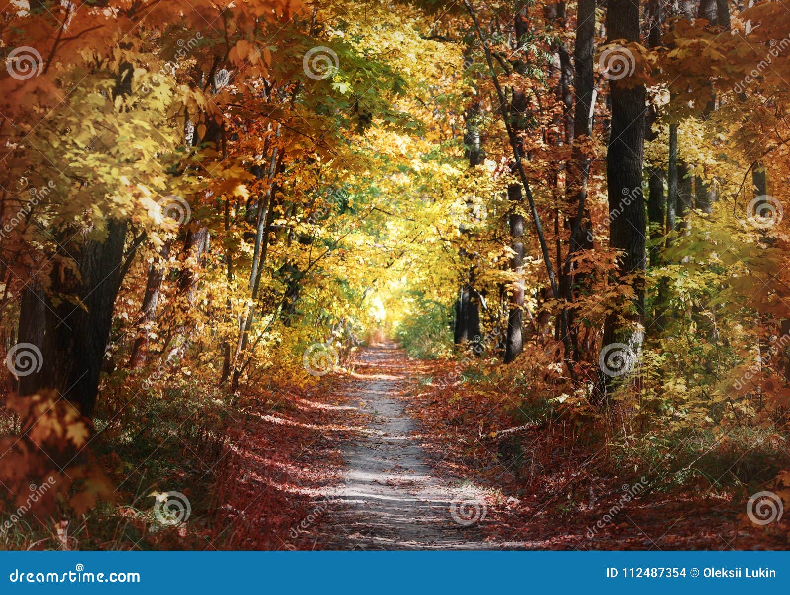 Path in the autumn park stock photo. Image of country - 112487354