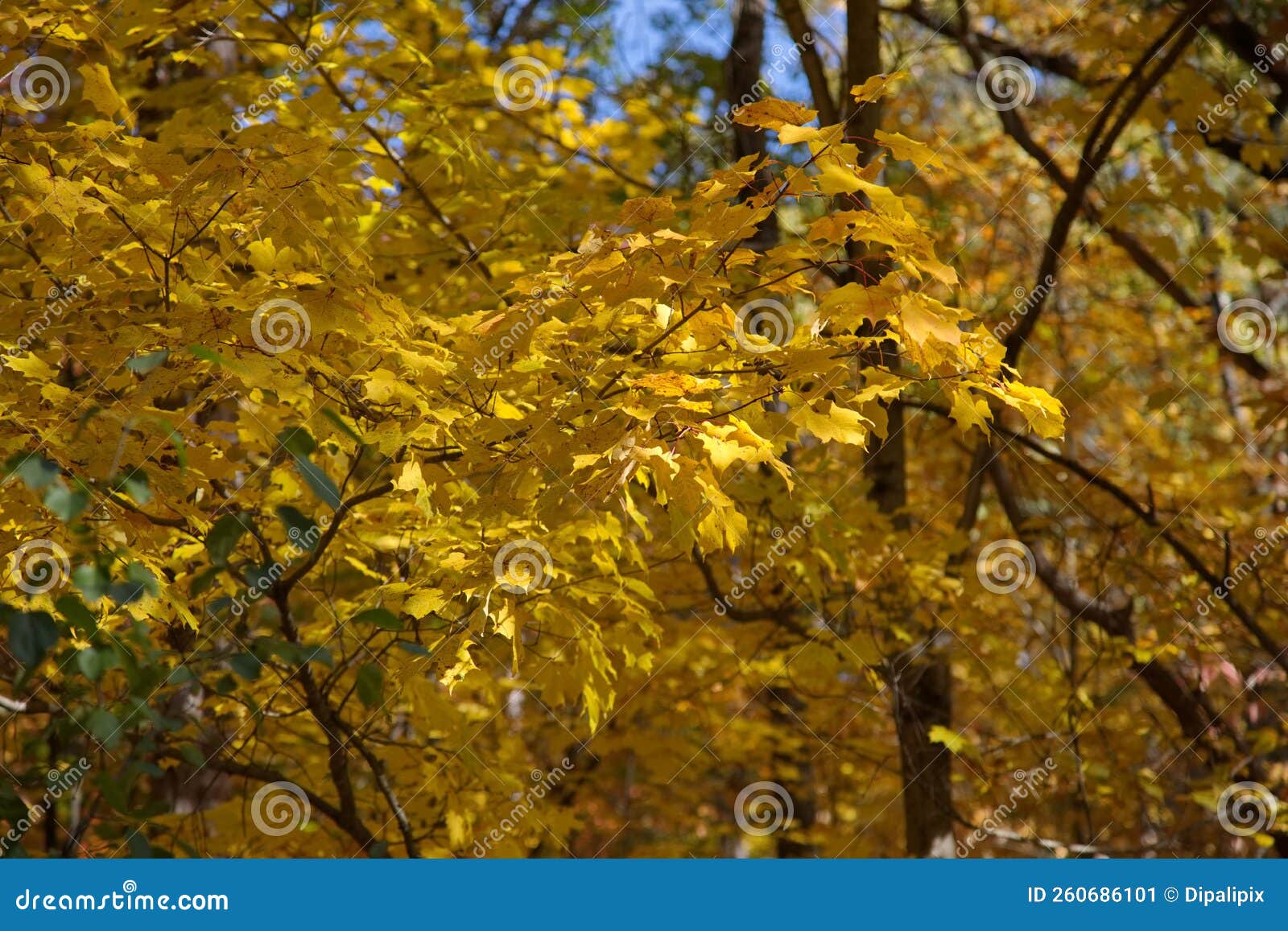 A Path in Autumn Season with Autumn Trees Stock Image - Image of orange ...