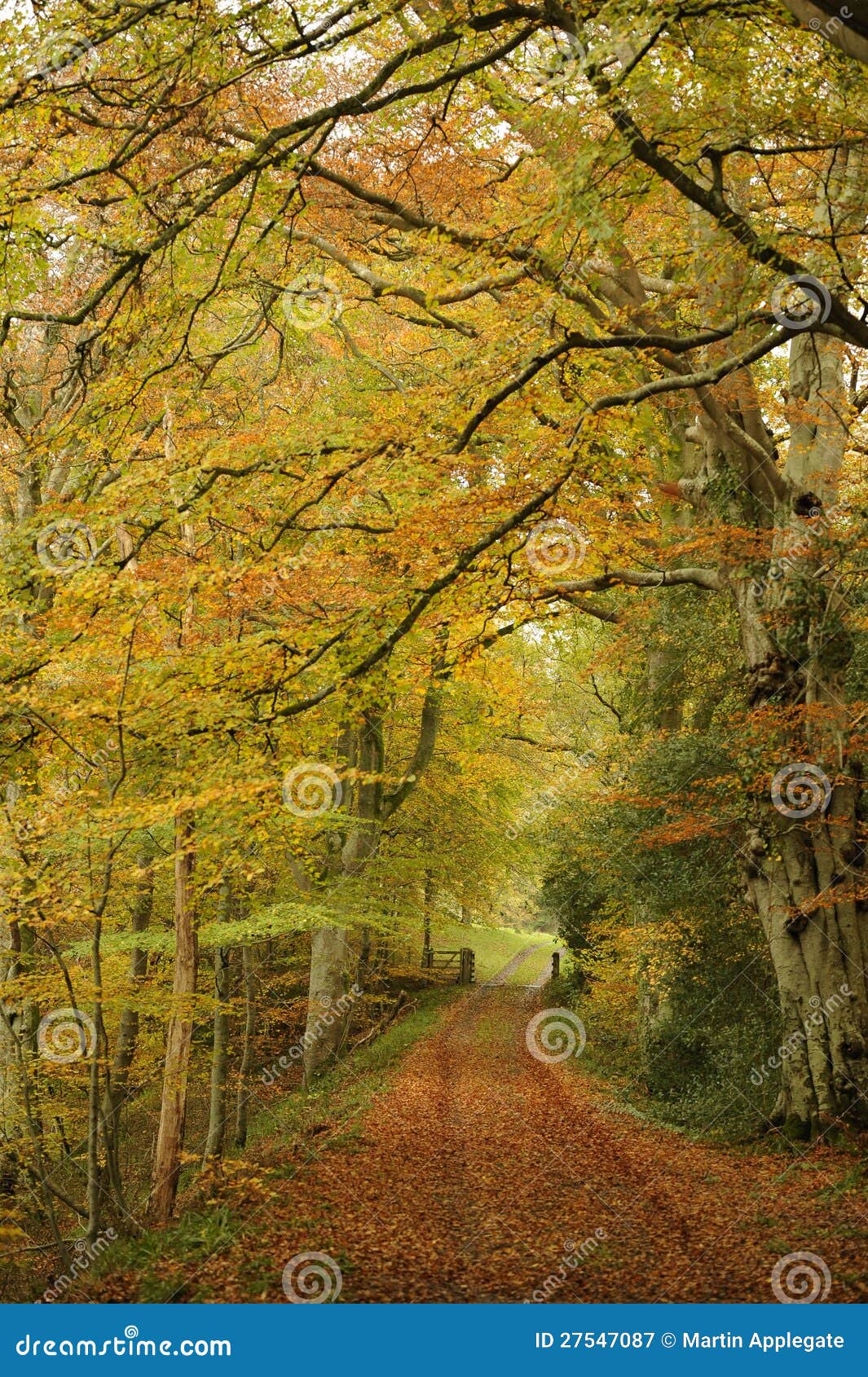 Path through autumn trees stock image. Image of peaceful - 27547087