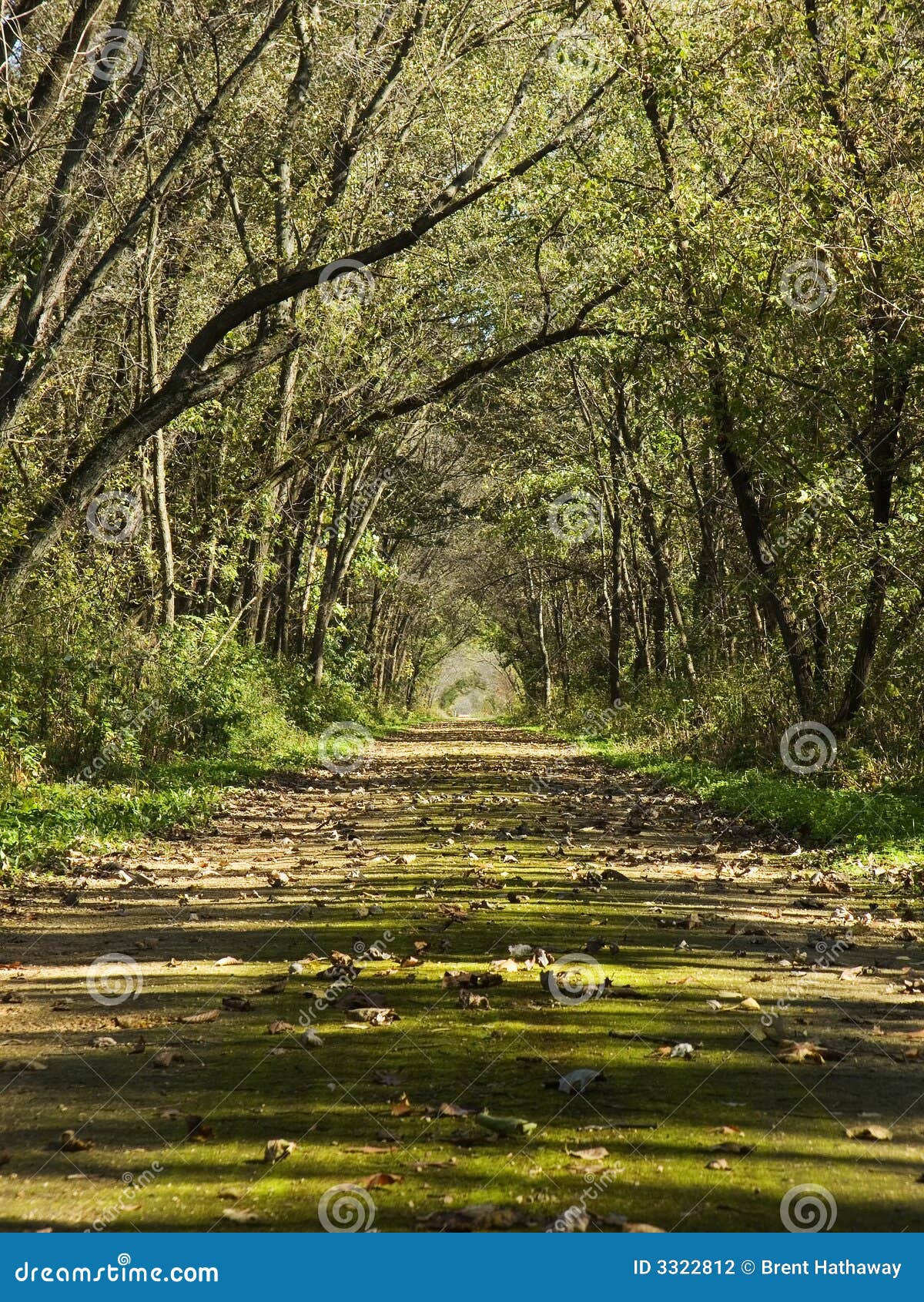Path through autumn trees stock photo. Image of perspective - 3322812