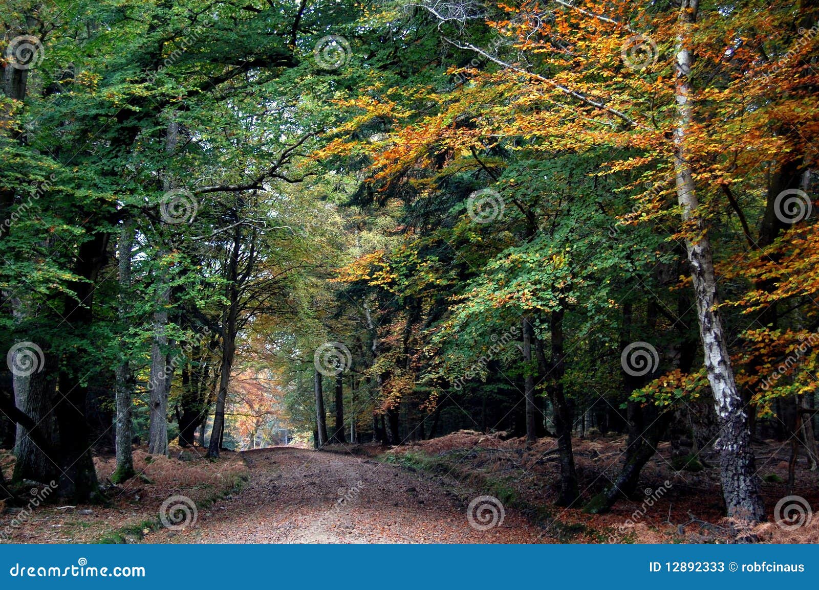 Path through Autumn Trees in the New Forest Stock Image - Image of ...