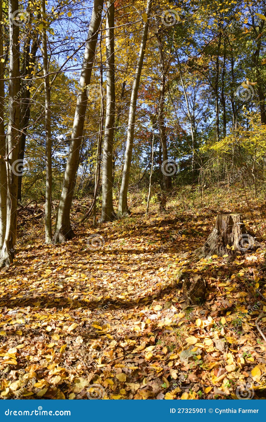 Path in the autumn woods stock image. Image of tranquility - 27325901