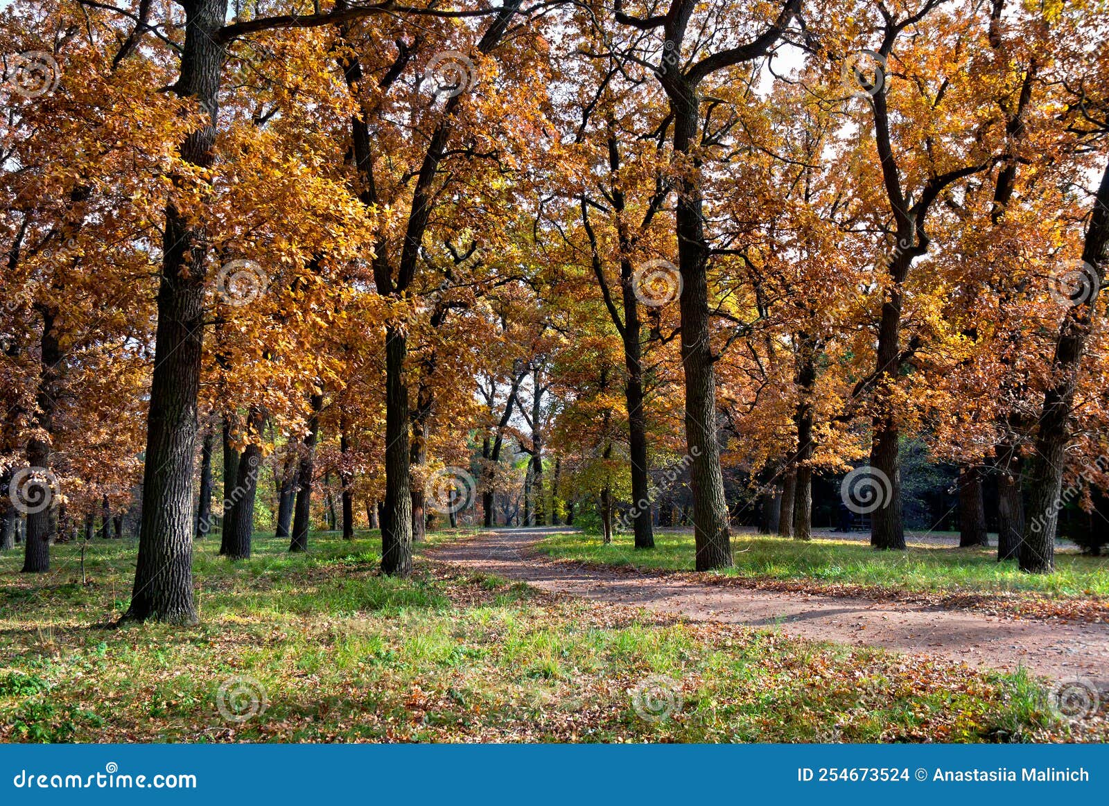 Path in Autumnal Oak Forest. Autumnal Landscape Stock Photo - Image of ...