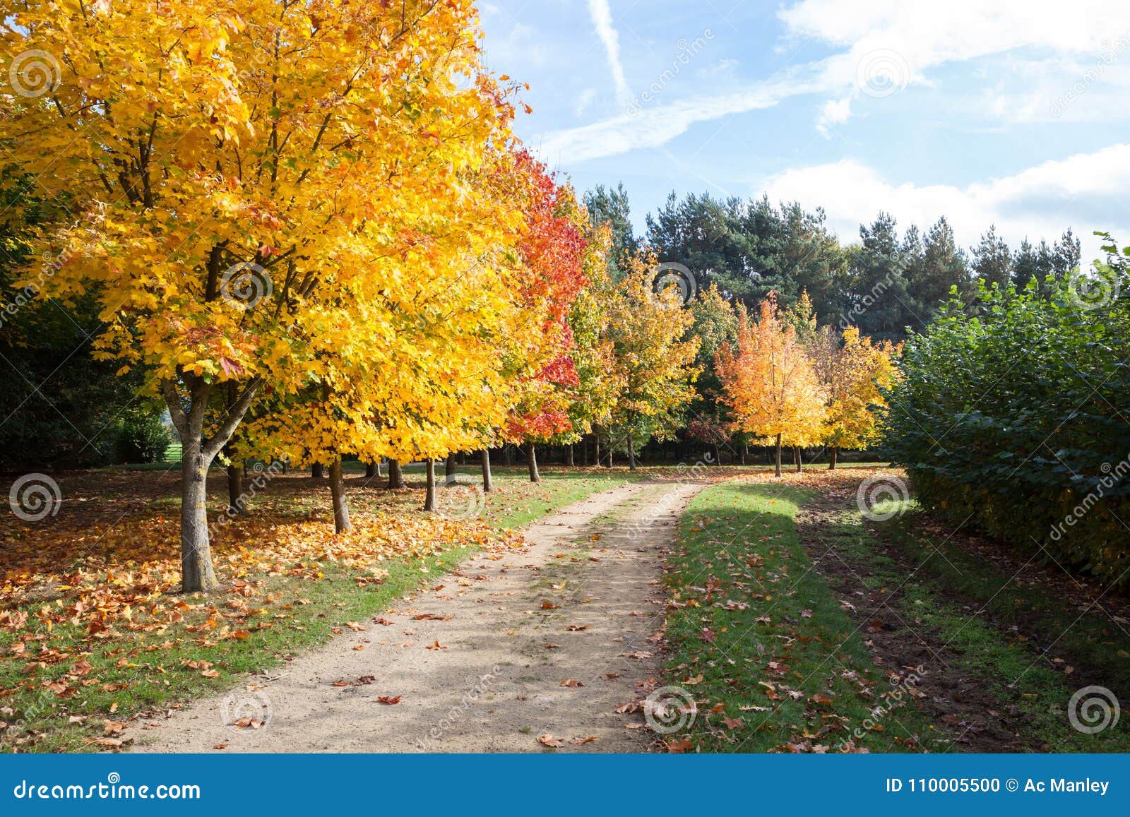 Path through Autumnal Trees. Stock Photo - Image of green, environment ...