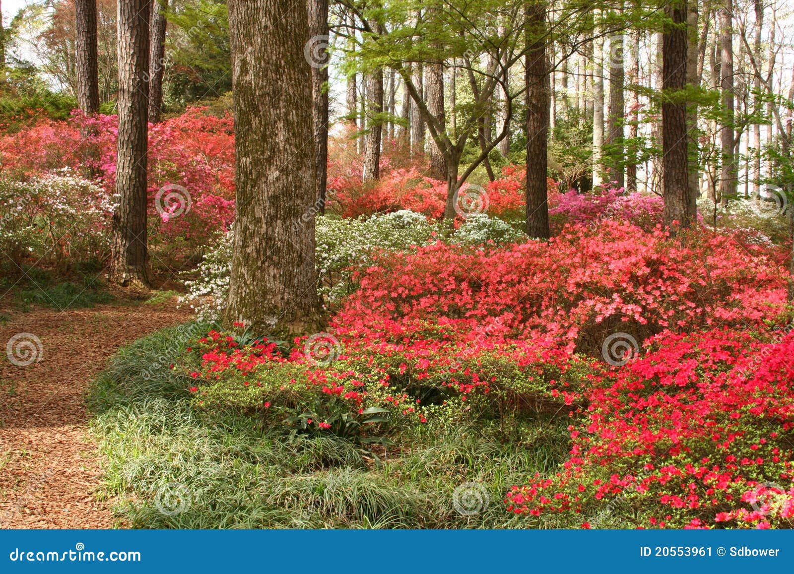 Path through the Azalea Garden Stock Image - Image of floral, outdoor ...
