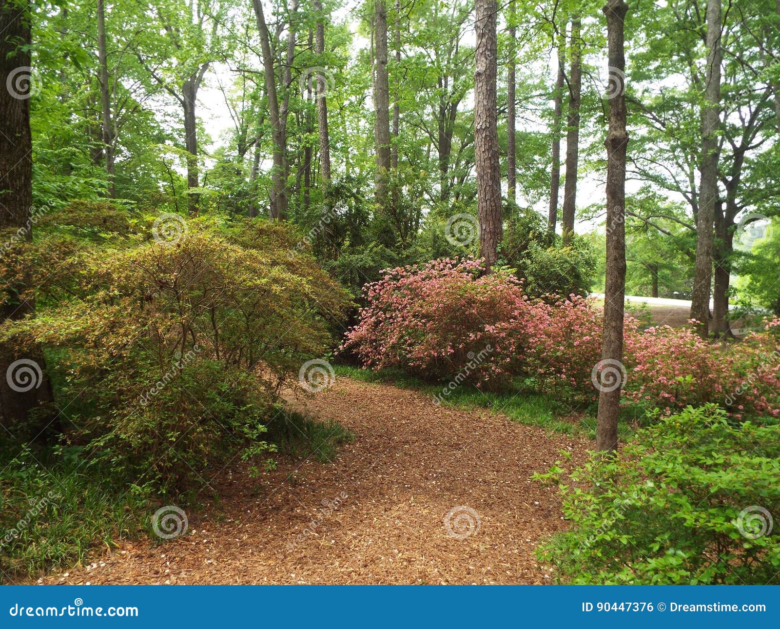 Path of azaleas stock photo. Image of azaleas, path, flowers - 90447376