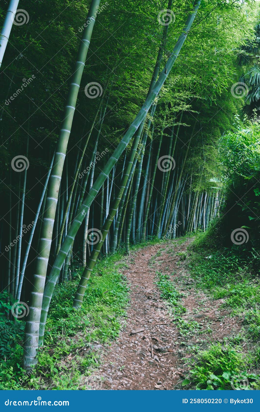 Path in the Bamboo Forest. Plants and Trees. Summer Landscape. Stock ...