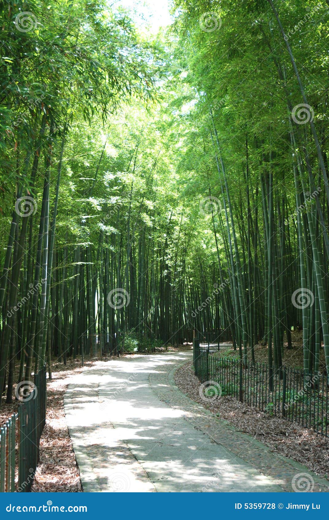 Path in bamboo forest stock photo. Image of tall, green - 5359728