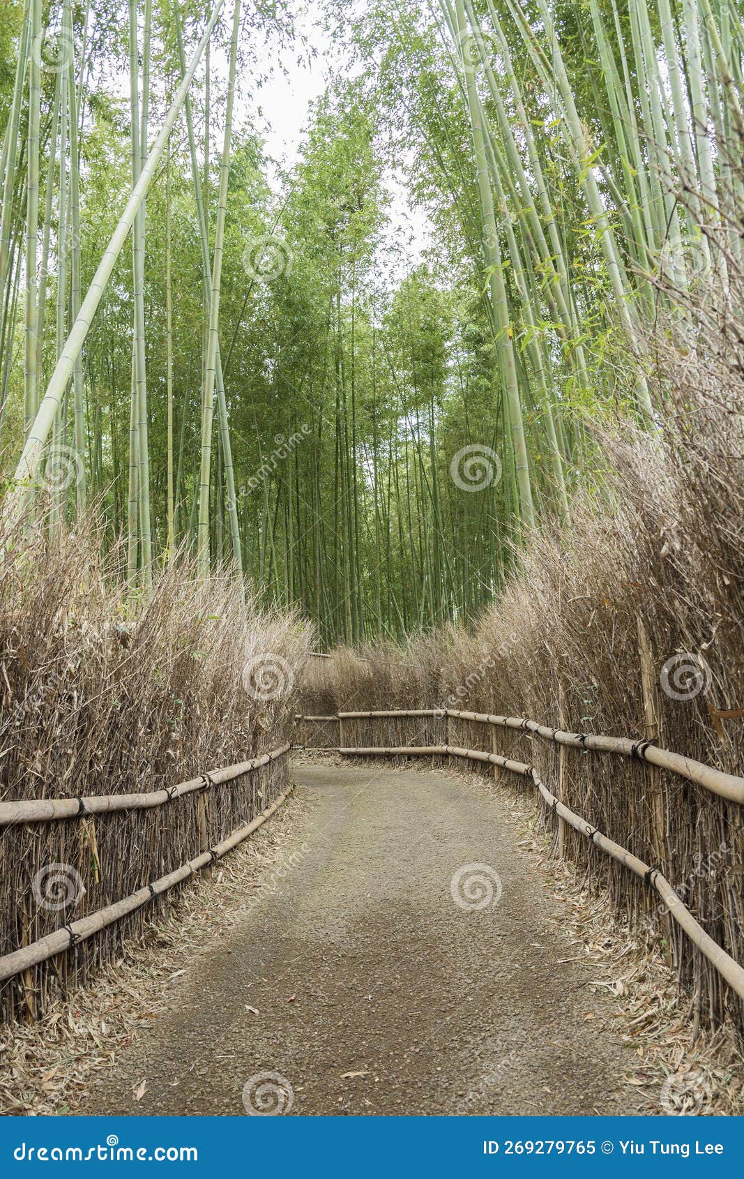 Path in Bamboo Forest in Arashiyama, Kyoto, Japan Stock Image - Image ...
