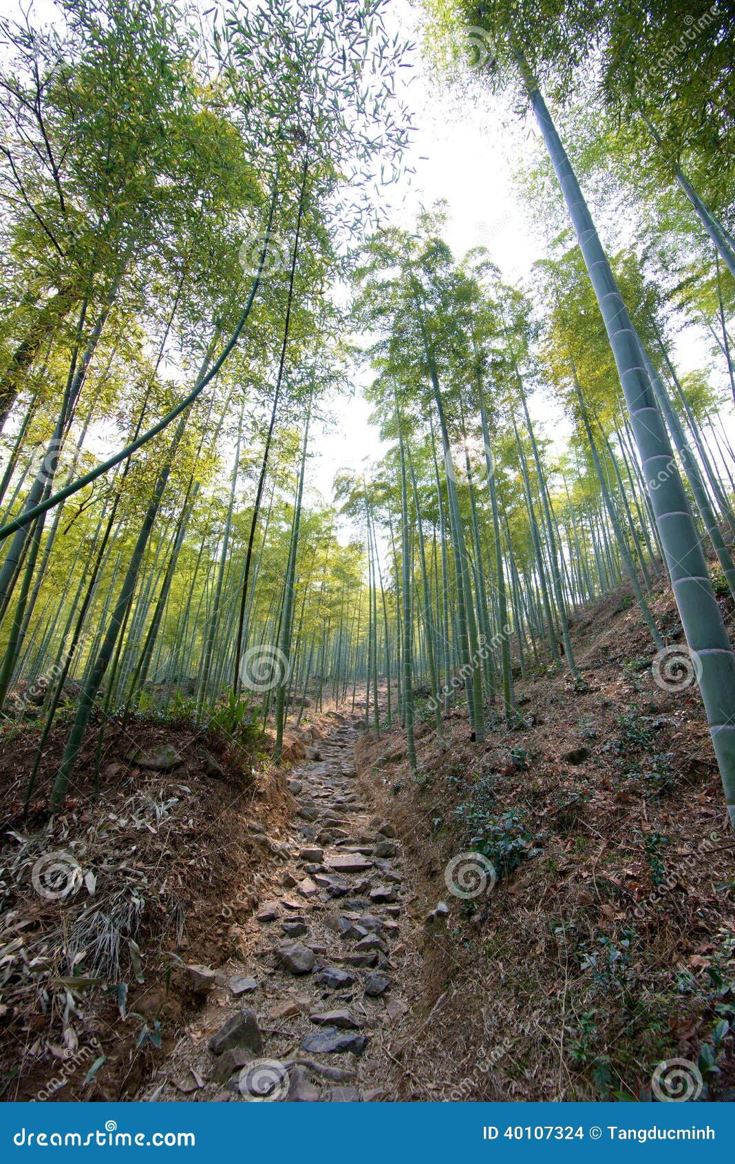 Path in bamboo forest stock photo. Image of tree, beautiful - 40107324