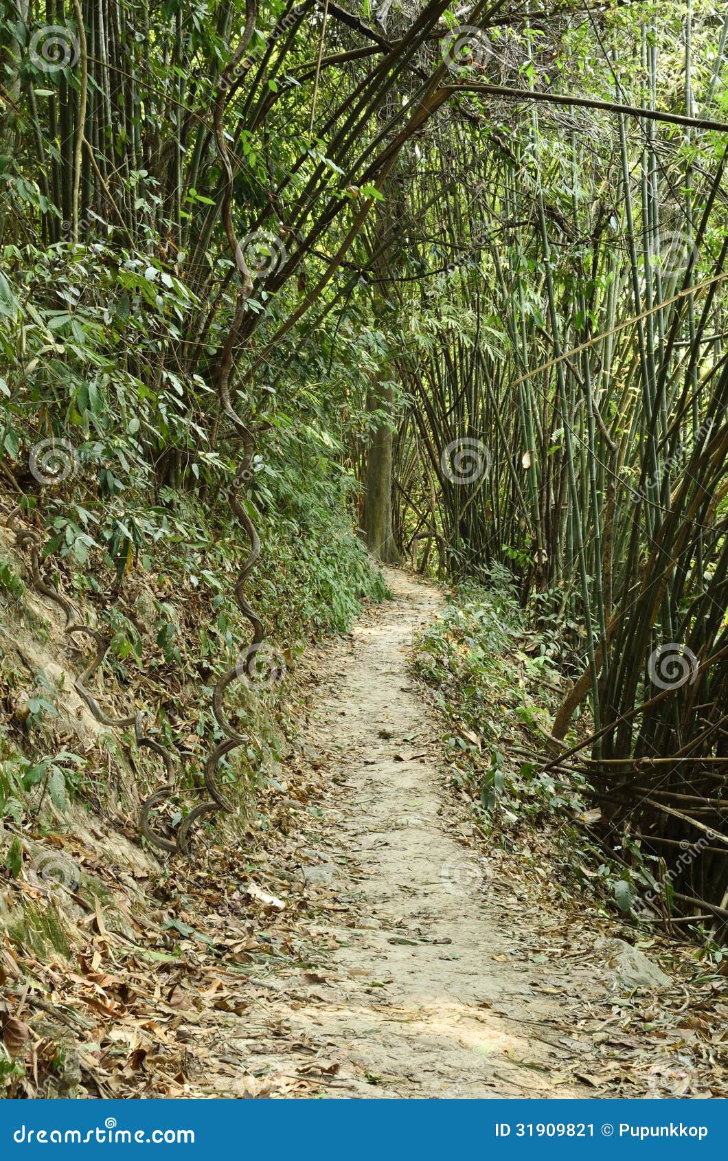 Path in bamboo forest stock image. Image of beauty, plant - 31909821