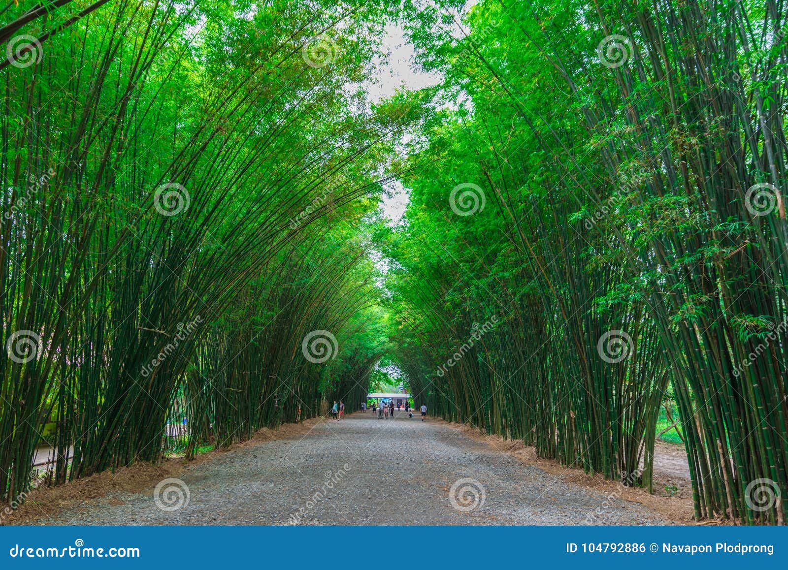 Path through a Bamboo Forest. Editorial Photo - Image of branch, growth ...