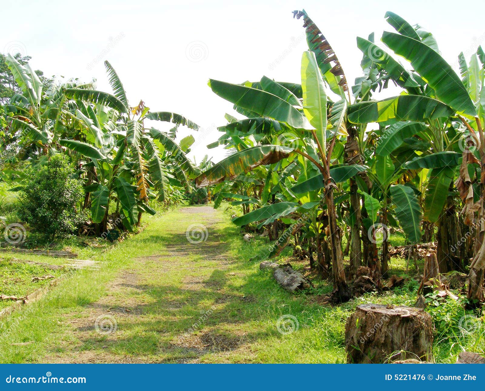 Path through Banana Plantation Stock Photo - Image of asian, green: 5221476
