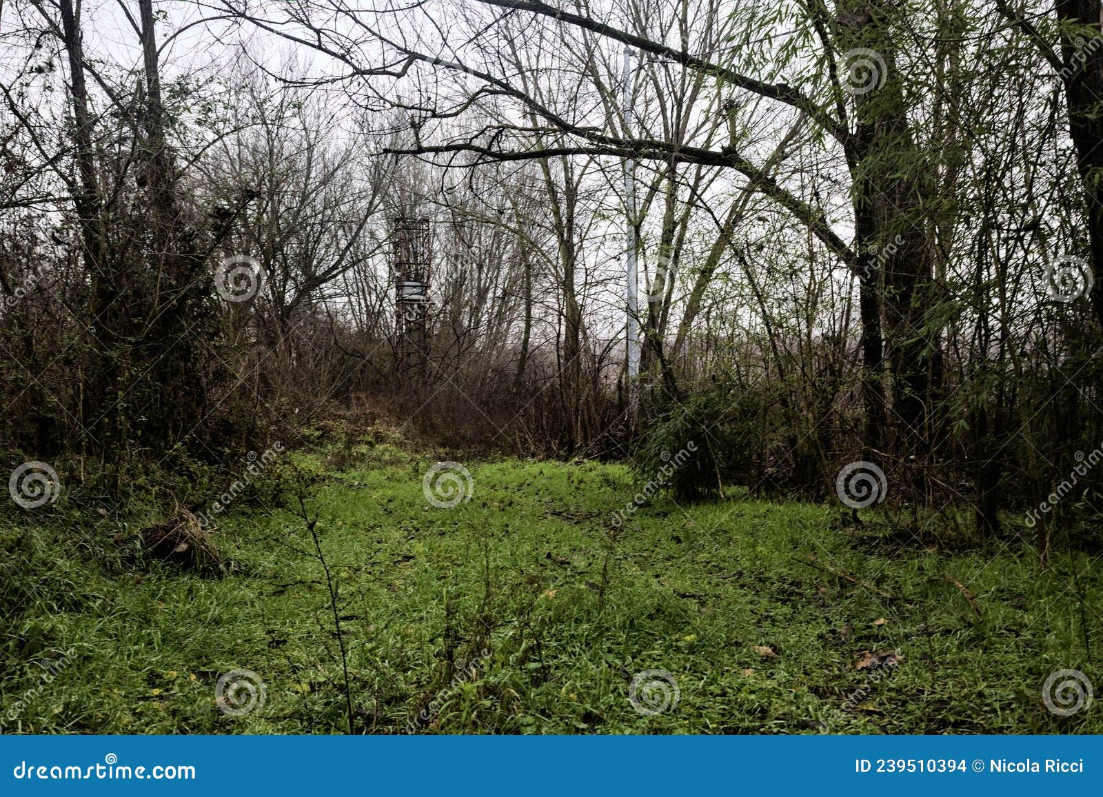 Path in a Bare Grove in Winter with an Electricity Pylon Covered by ...