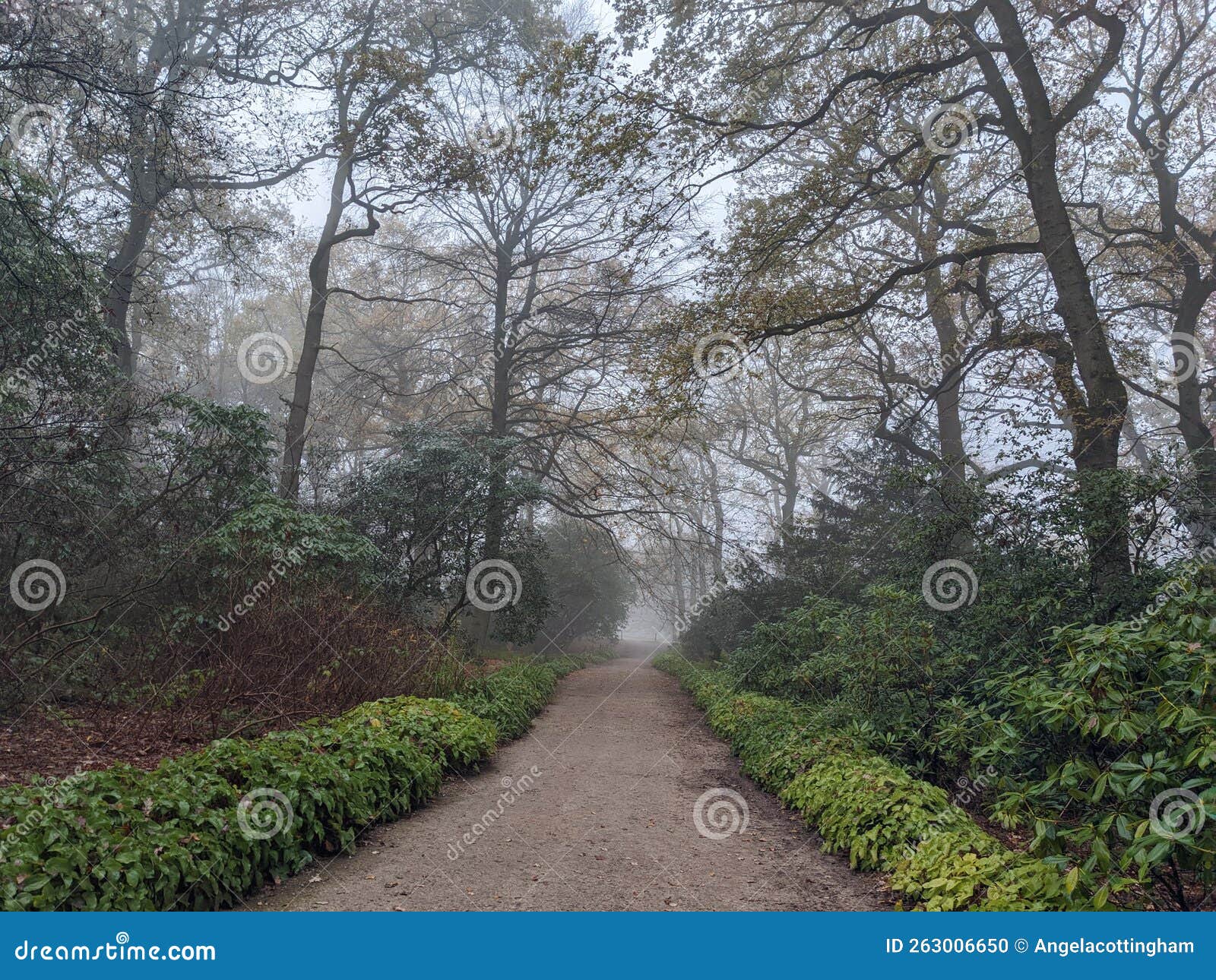 Path through Bare Trees on a Misty Winter Morning Stock Photo - Image ...