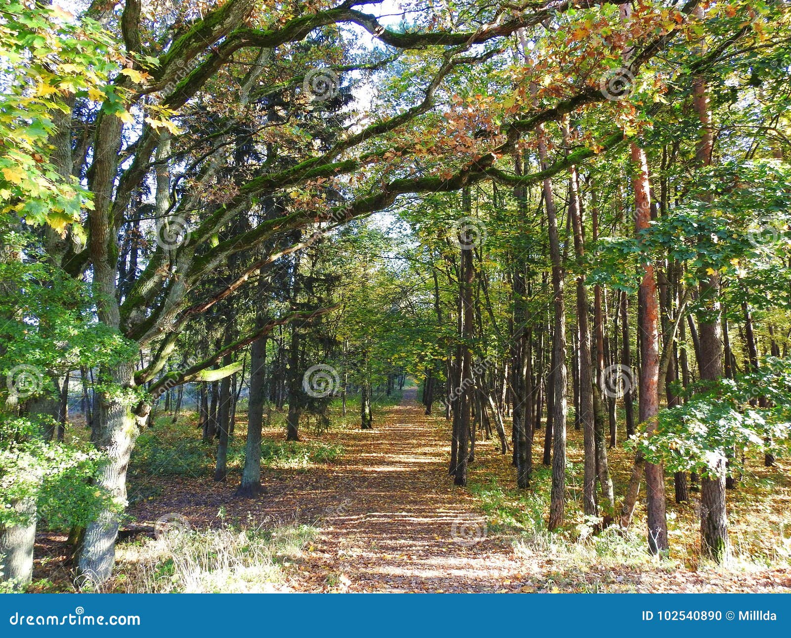 Path and Colorful Autumn Trees, Lithuania Stock Photo - Image of ...