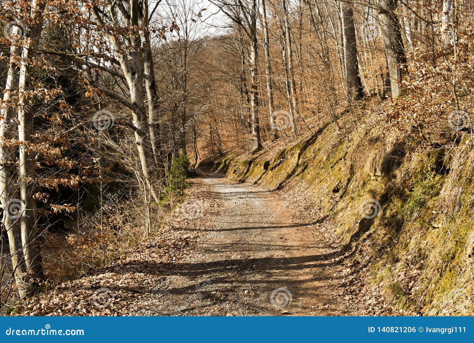 Path through Beautiful Deciduous Forest during Autumn Stock Photo ...