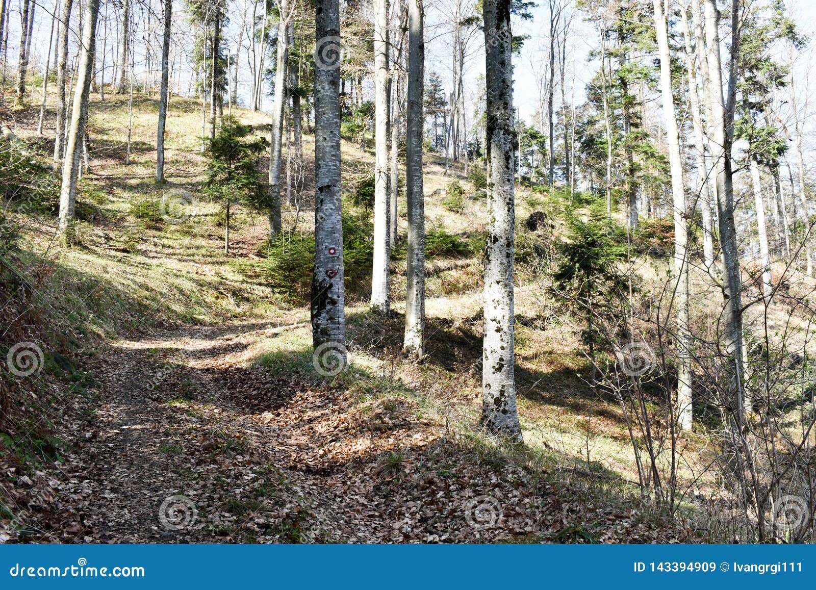 Path through Beautiful Deciduous Forest during Early Spring Stock Image ...