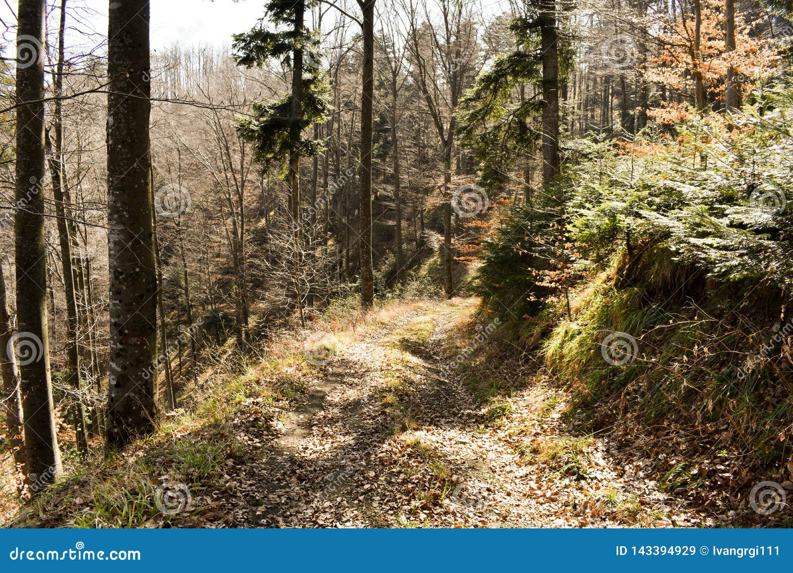Path through Beautiful Deciduous Forest during Early Spring Stock Image ...