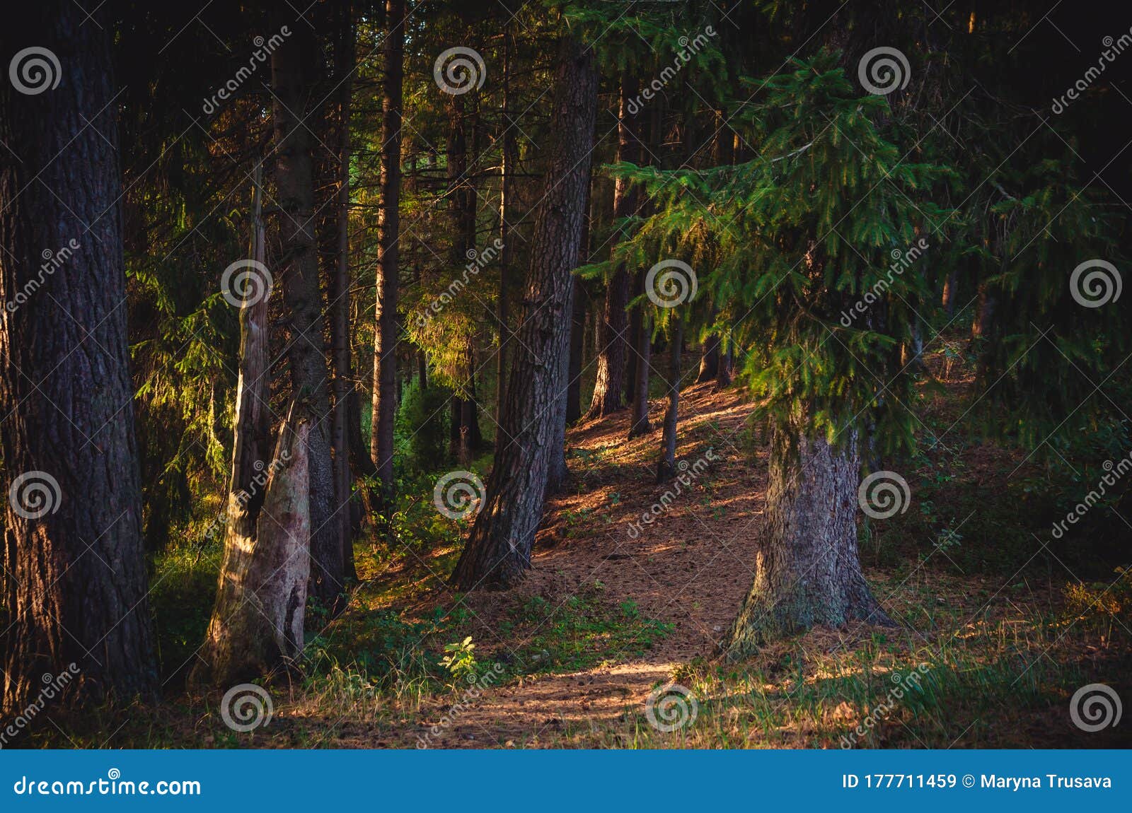 Path in a Beautiful Fairytale Forest in the Rays of the Setting Sun ...