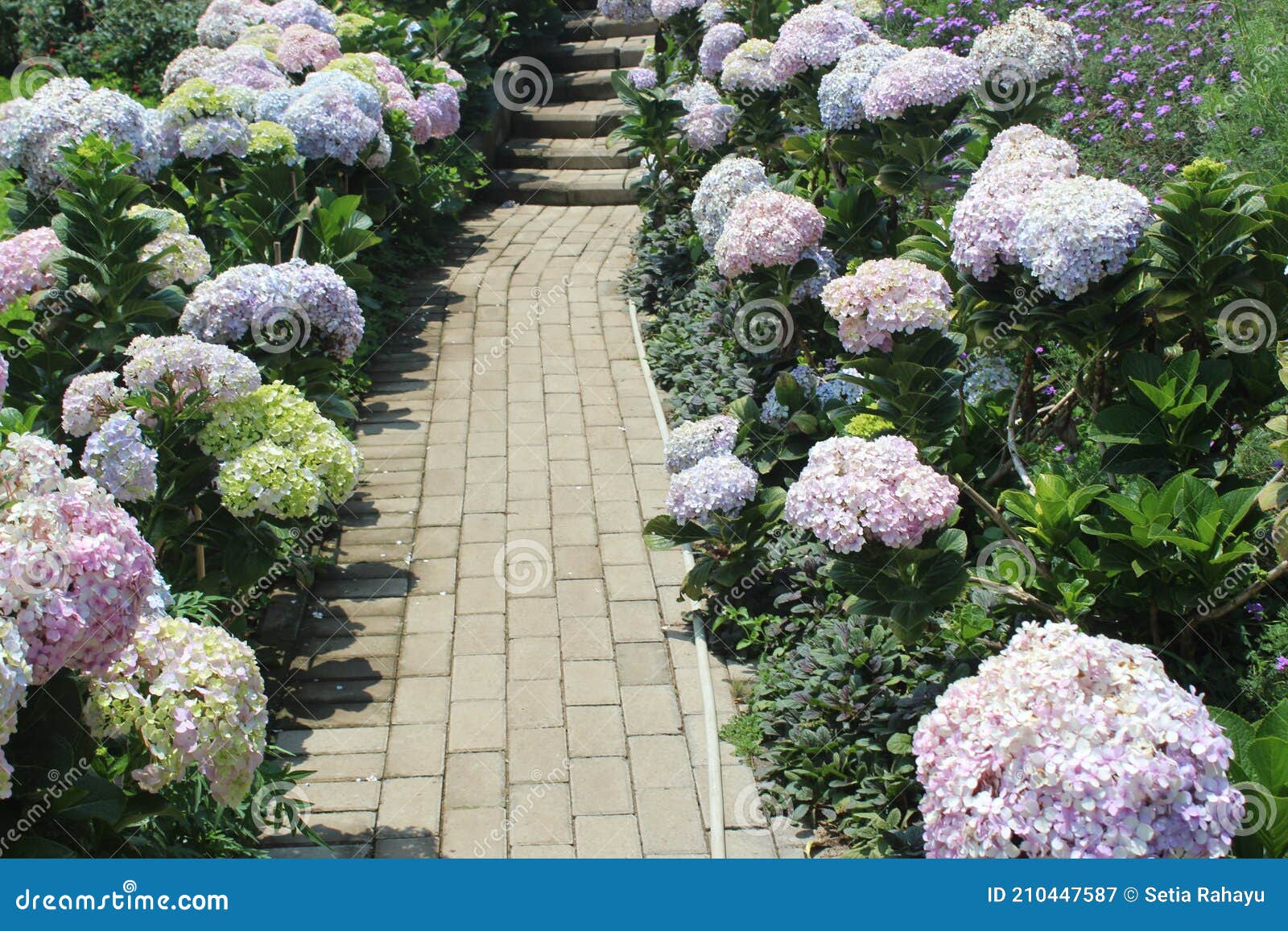 Pretty flower garden stock image. Image of agricultural - 210447587