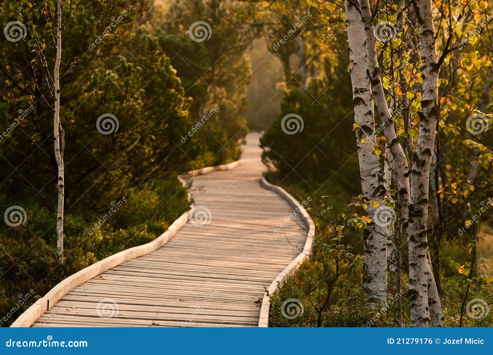 Path in beautiful forest stock photo. Image of season - 21279176