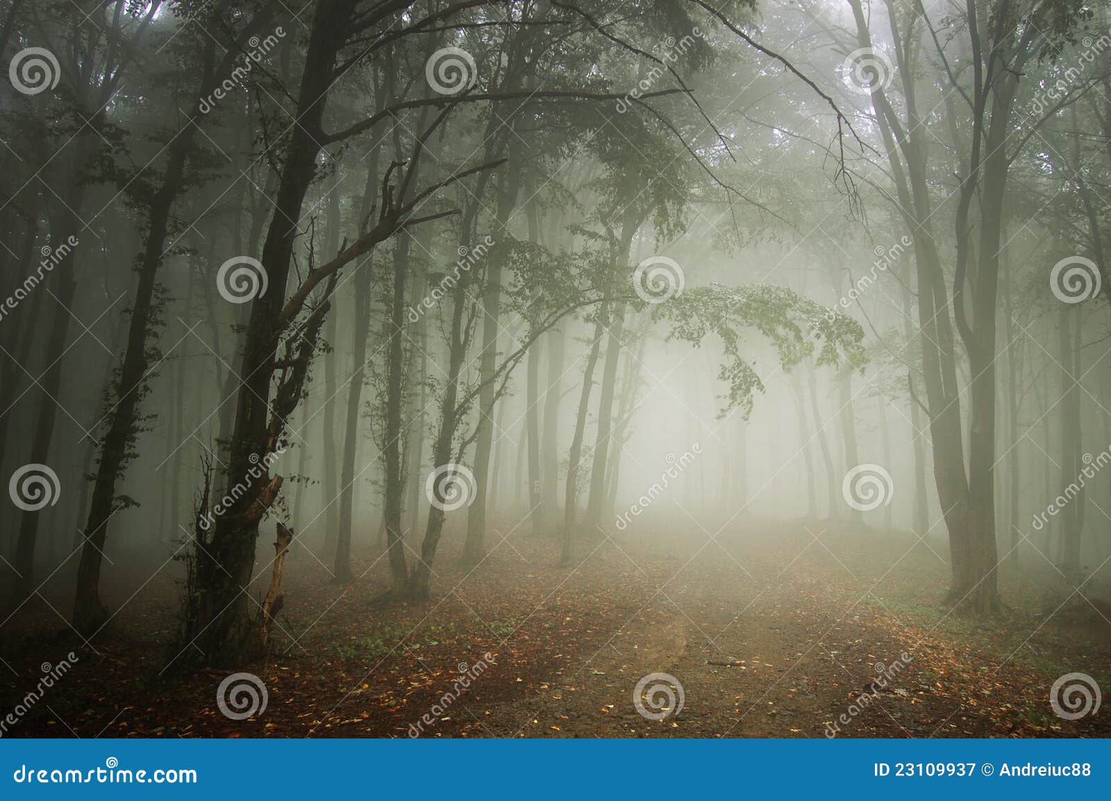 Path through a Beautiful Forest with Fog Stock Image - Image of foliage ...