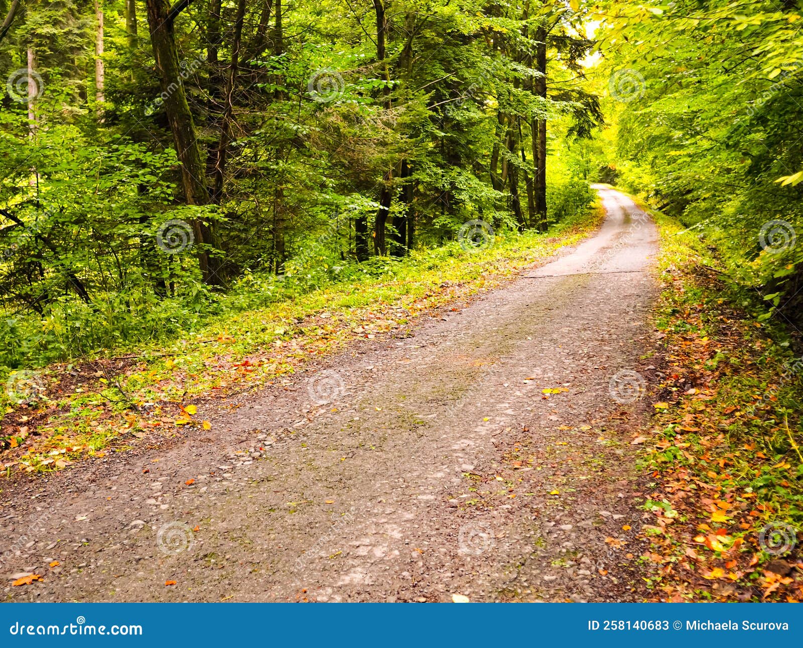 A Path through a Beautiful Forest, Green Forest, Stock Image - Image of ...