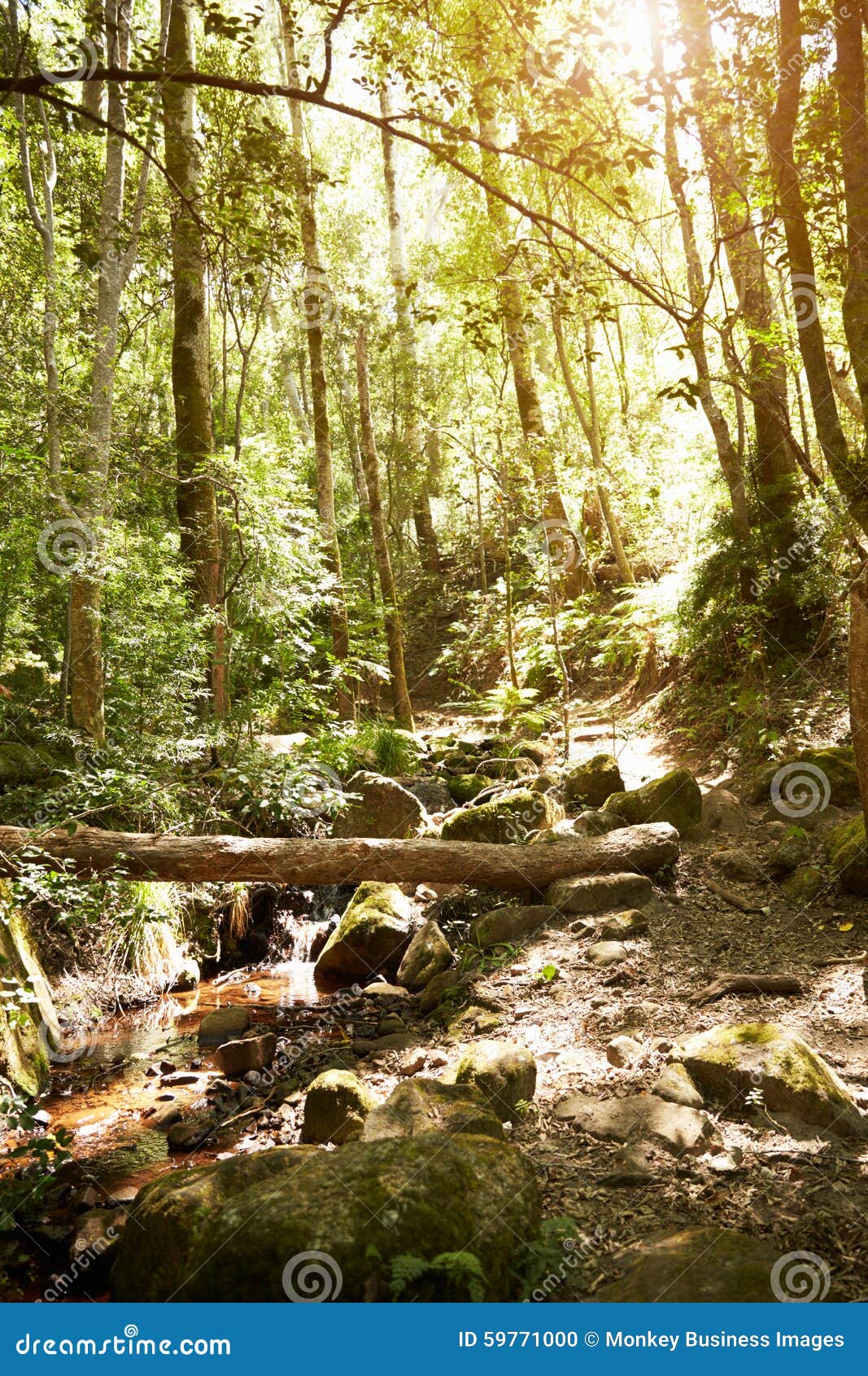 Path through Beautiful Forest with No People Stock Photo - Image of ...