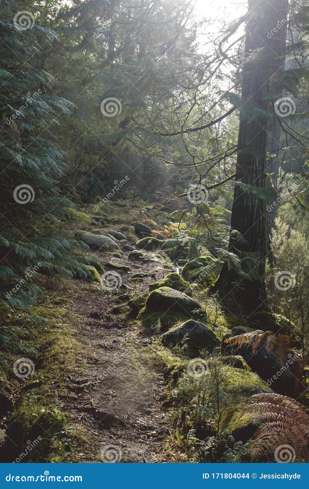 Path in Beautiful Green Forest Stock Photo - Image of sustainable ...