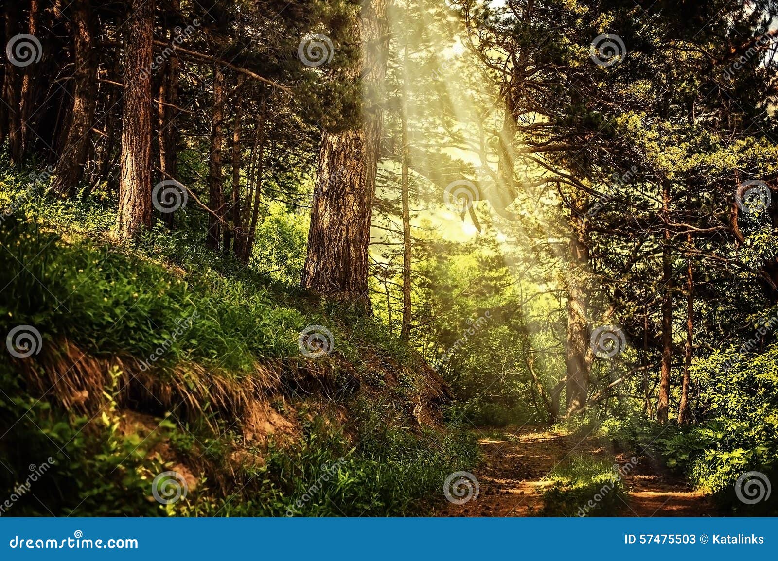 Path in the Beautiful Magic Forest and Sun Rays Stock Image - Image of ...