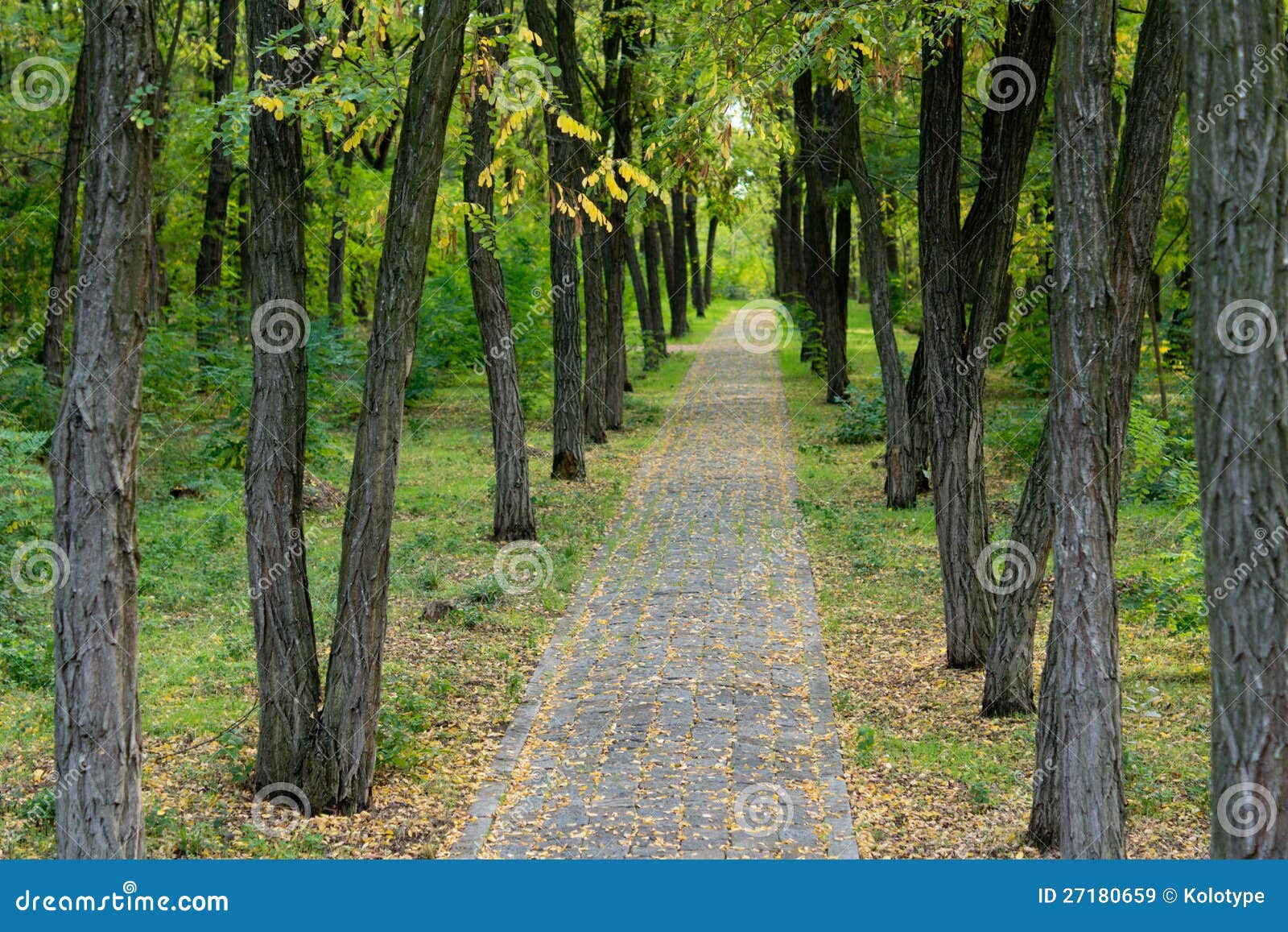 Path through Beautiful Woodland Stock Image - Image of green, rural ...