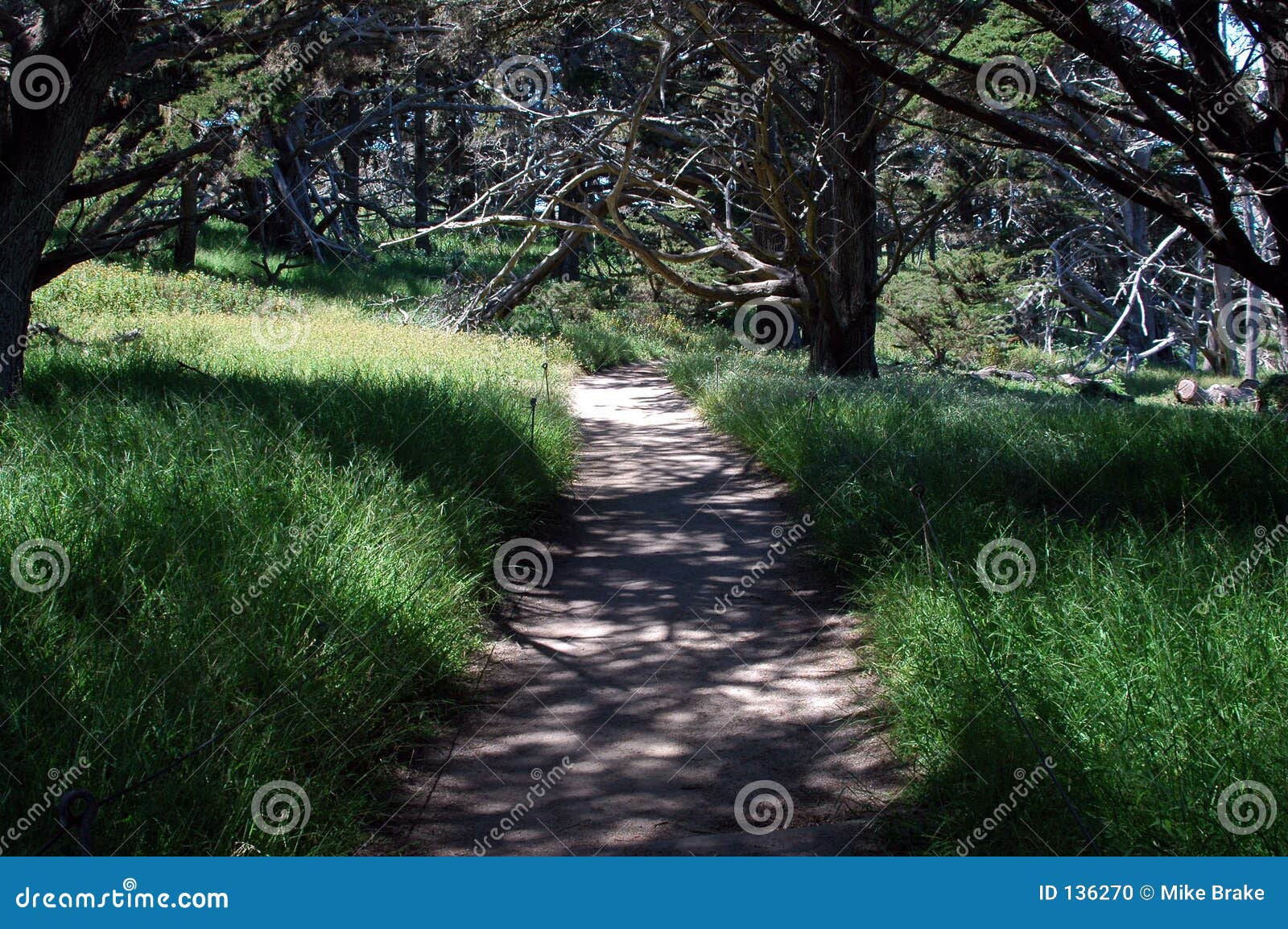 Path of Beauty stock photo. Image of grass, oceans, beach - 136270