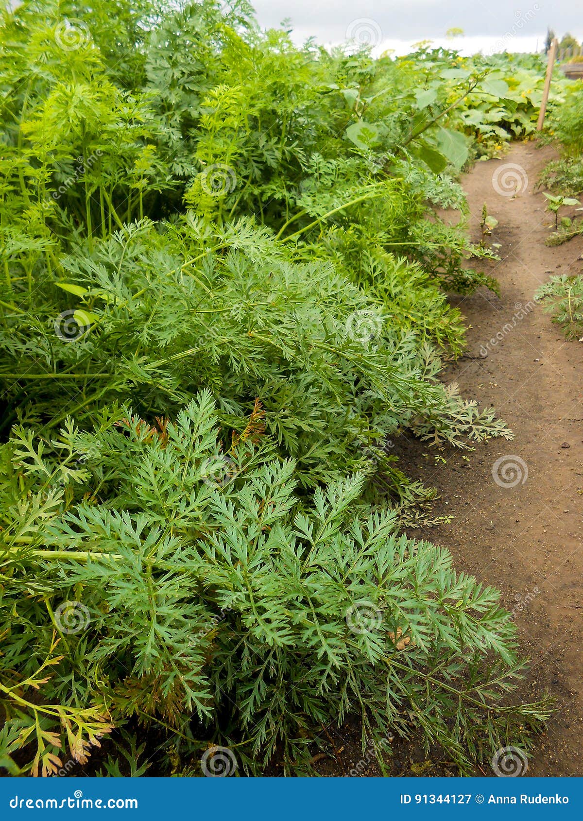 Path among the Beds with Leaves of Beetroot, Dill, Tops of Carrots ...