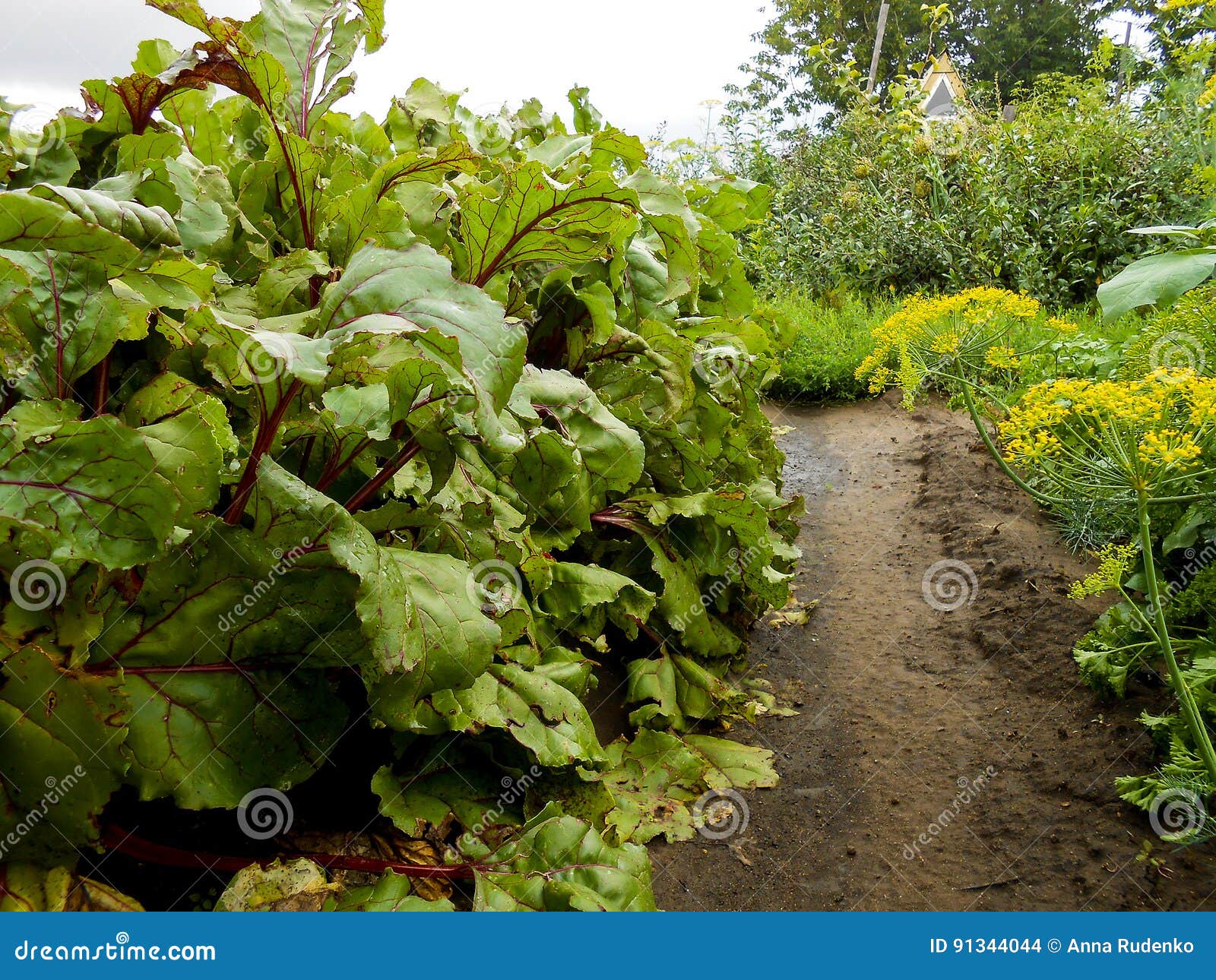 Path among the Beds with Leaves of Beetroot, Dill, Tops of Carrots ...