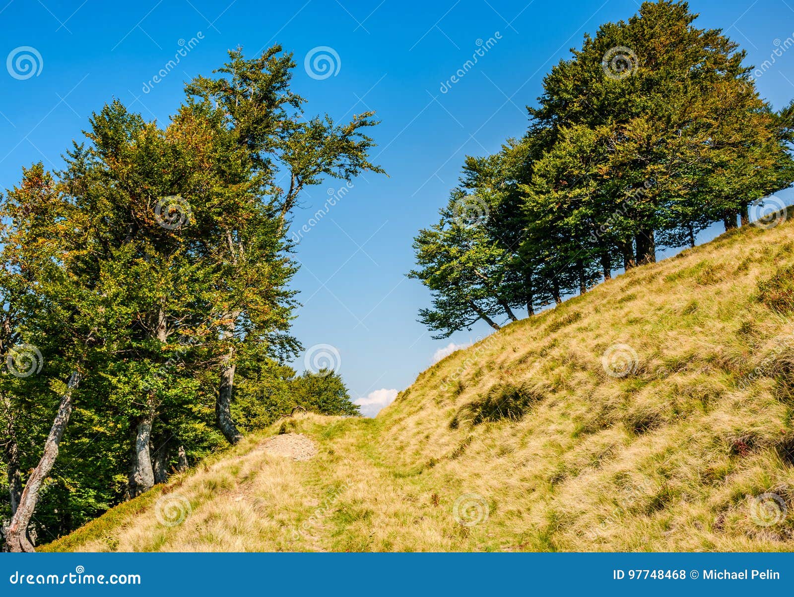 Path through Beech Forest on a Grassy Hillside Stock Photo - Image of ...