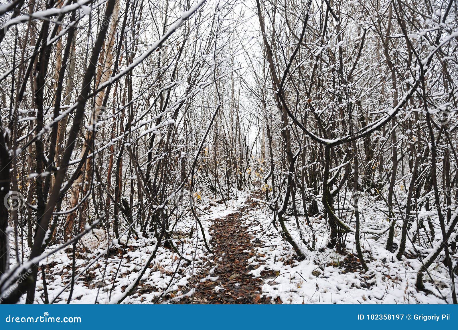 The Path in the Beginning of Winter. Stock Image - Image of layer, blue ...