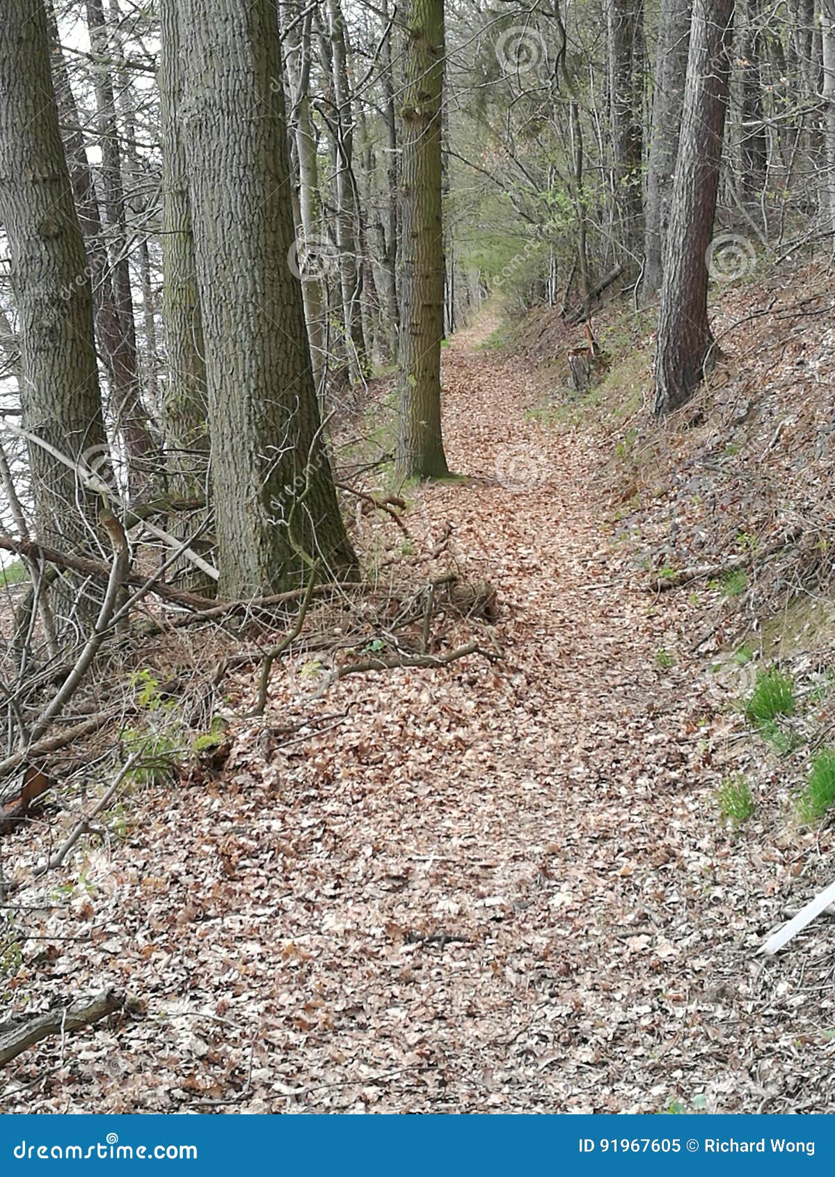 The Path Being Covered with Fallen Oak Leaves Stock Image - Image of ...
