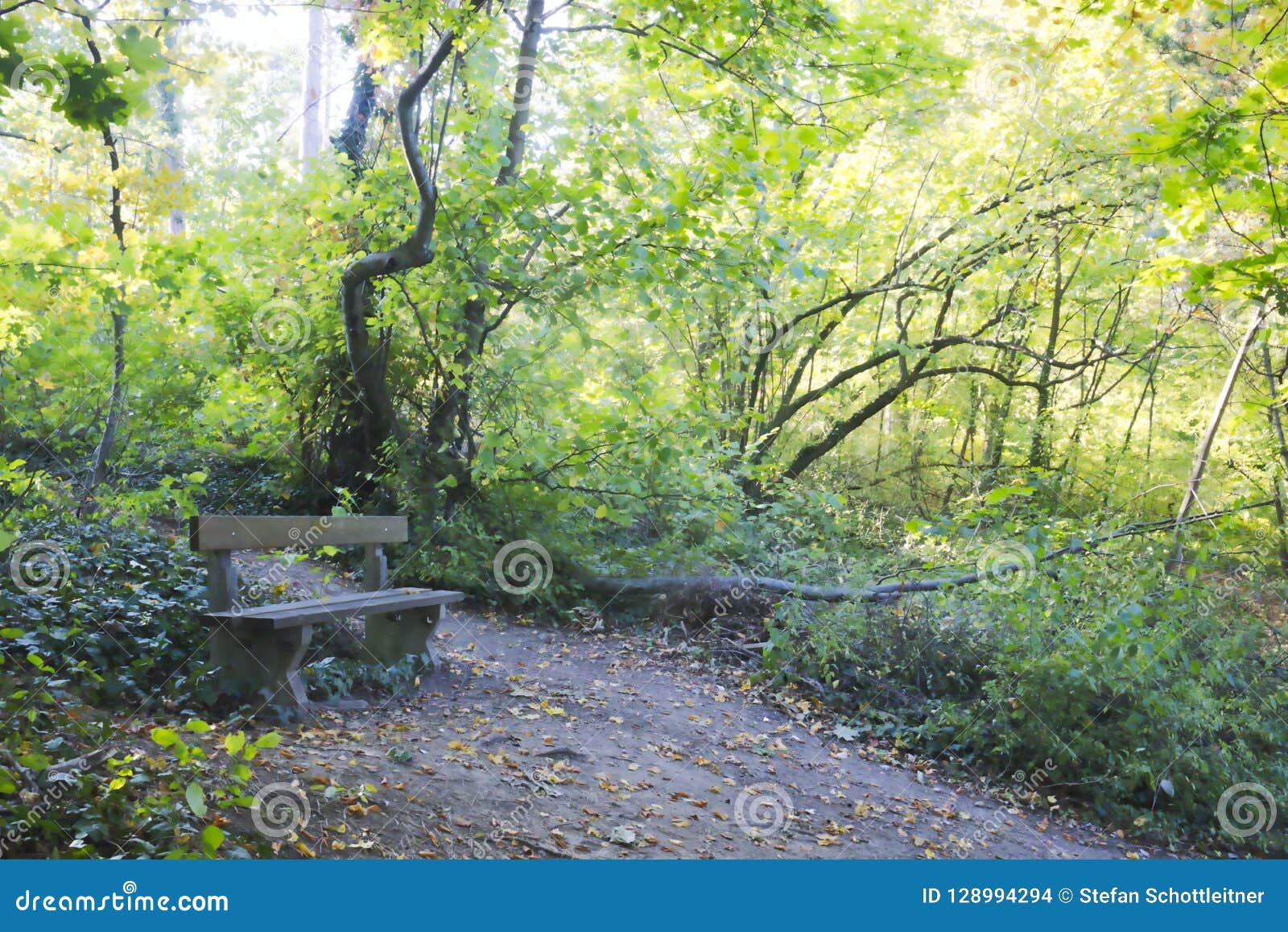 A Path with a Bench on it in the Forest Stock Photo - Image of nature ...