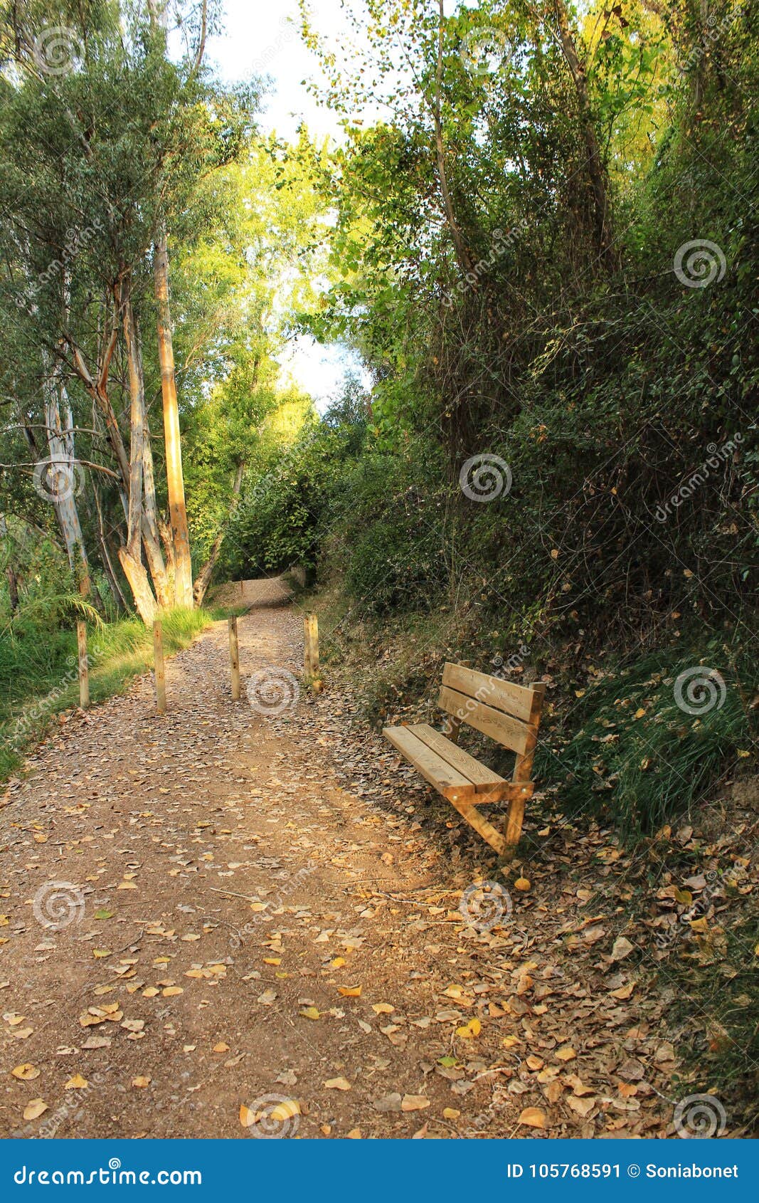 Path and Bench in the Leafy Forest Stock Image - Image of frame, bench ...