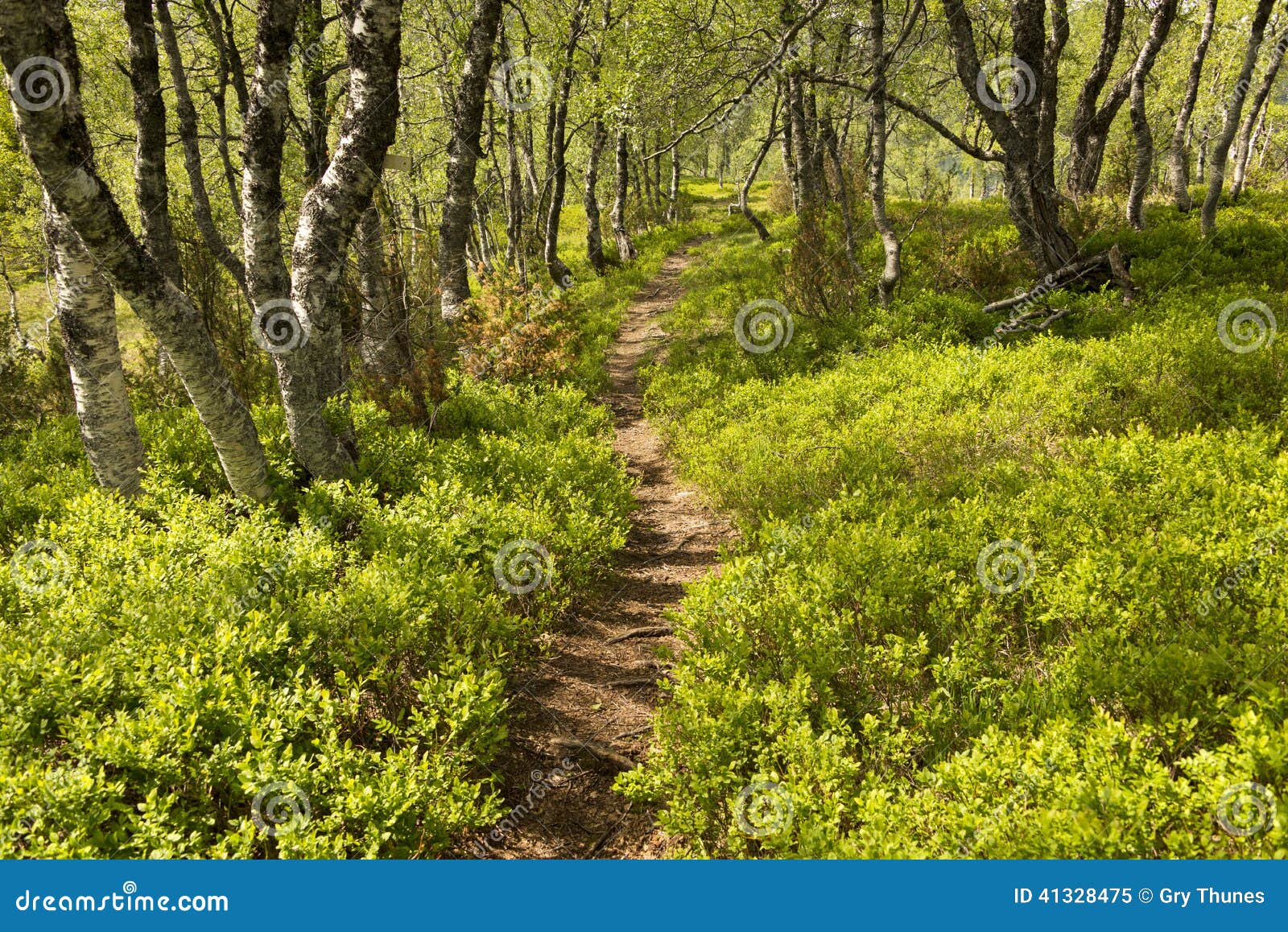 Path among bilberry bushes stock image. Image of spring - 41328475