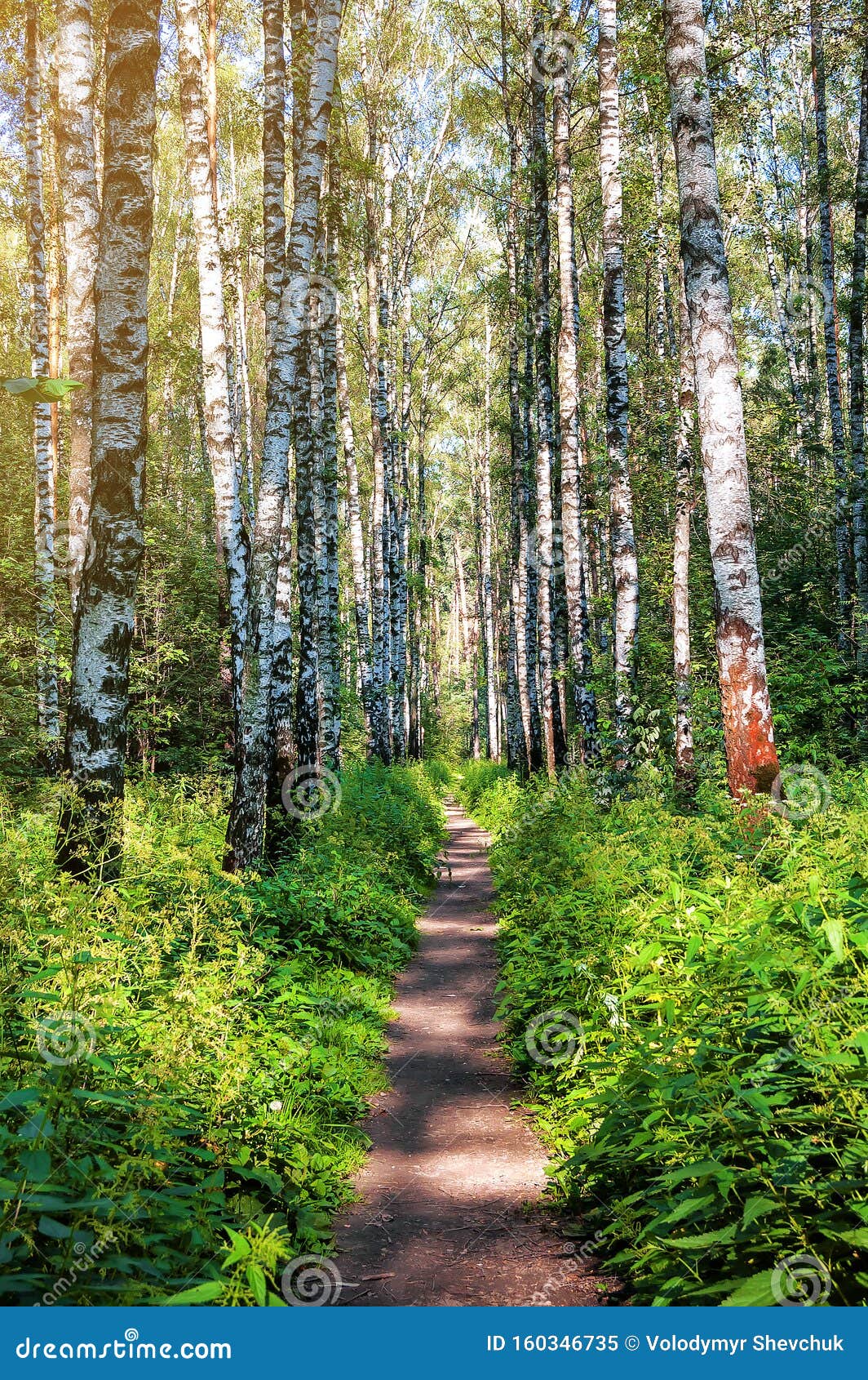 Path in birch forest stock image. Image of bark, russia - 160346735