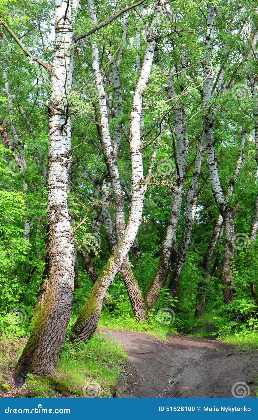 Path in the birch forest stock photo. Image of beautiful - 51628100