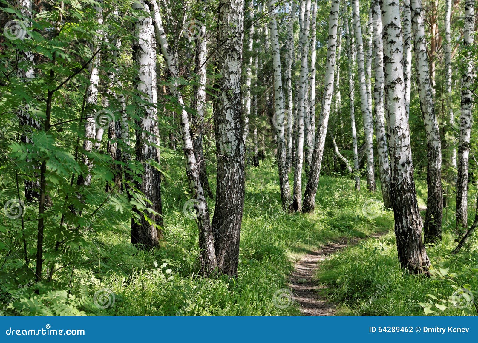 Path in the birch grove stock photo. Image of birch, area - 64289462