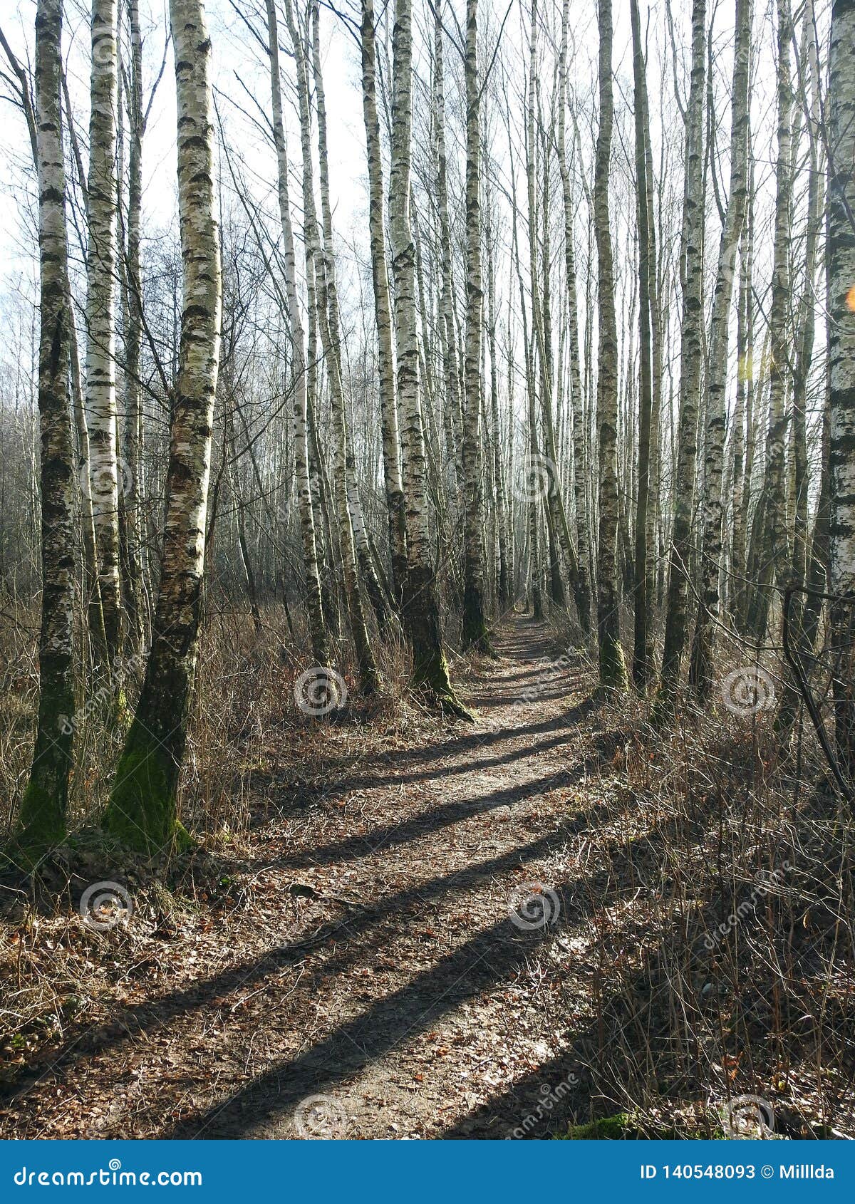 Path in Birch Tree Forest, Lithuania Stock Image - Image of trunk ...