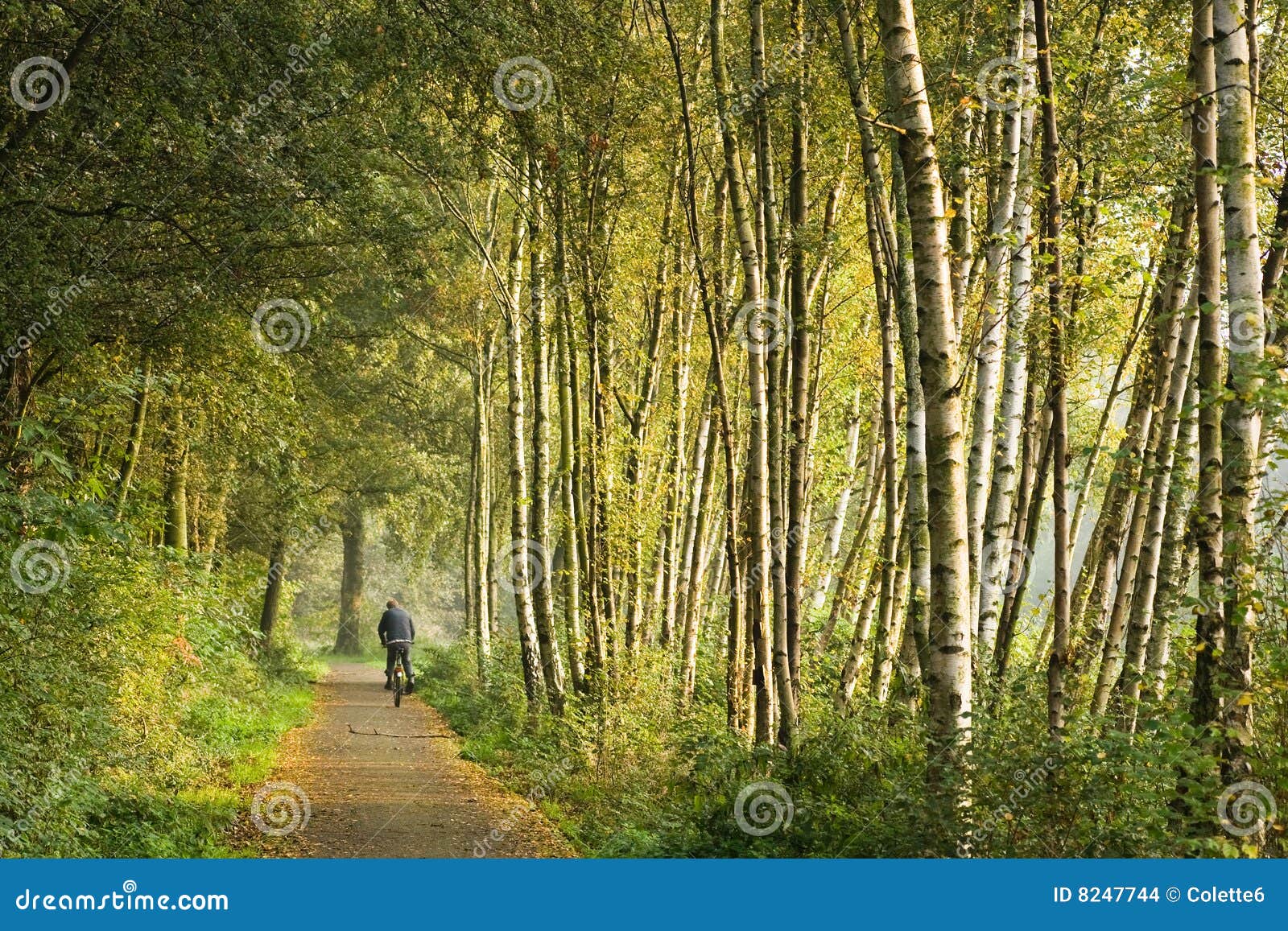 Path with birch trees stock photo. Image of scenic, landscape - 8247744